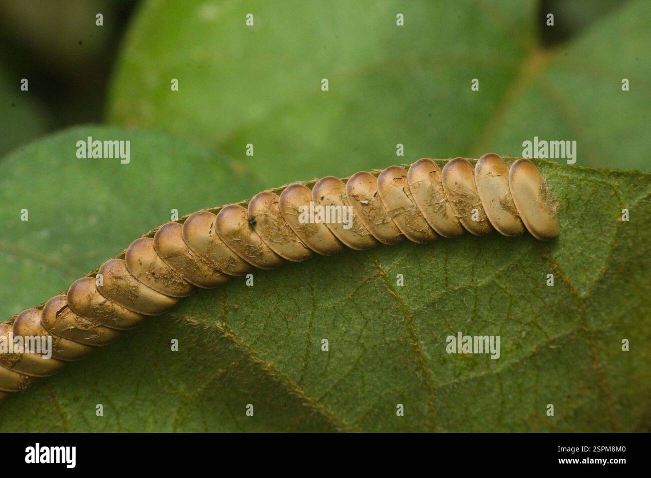 Winged and Once-winged Insects (Pterygota), Insecta, Trilhas do PE. do ...