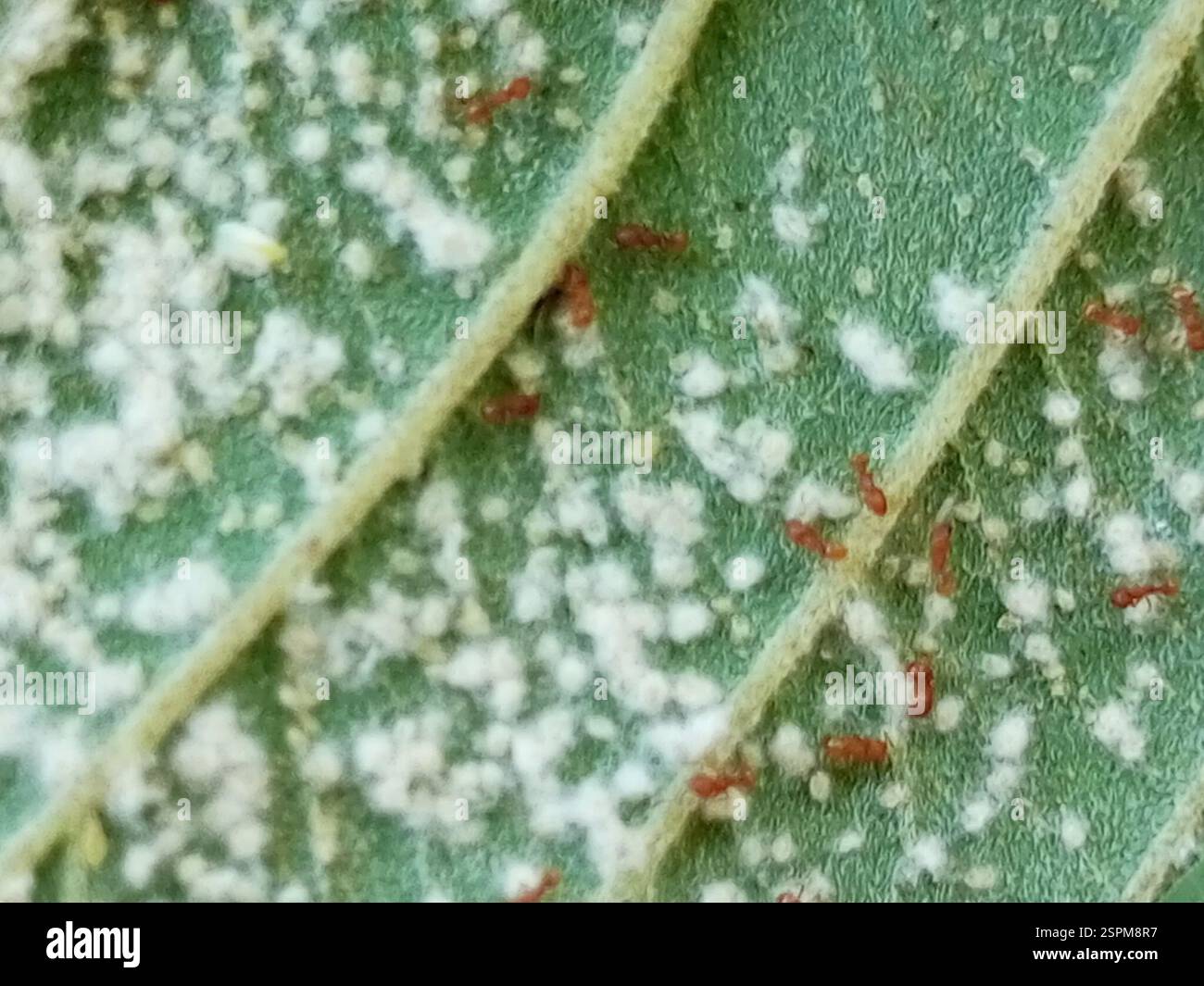 (Wasmannia), Insecta, Aragarças - GO, 76240-000, Brasil Stock Photo - Alamy