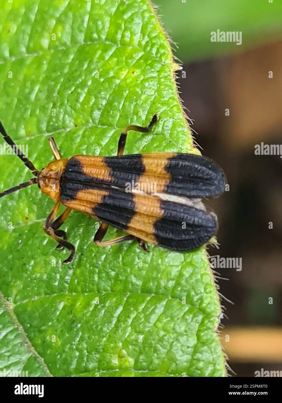 Net-winged Beetles (Lycidae), Insecta, Kwakoegron, Suriname Stock Photo ...