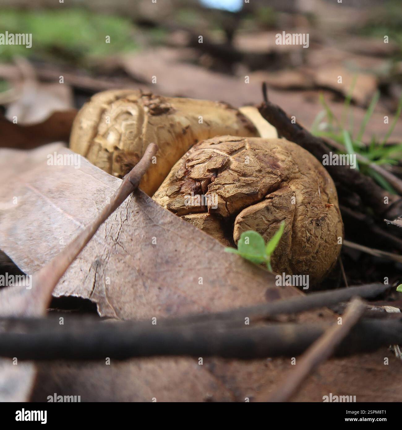 Liena hi-res stock photography and images - Alamy