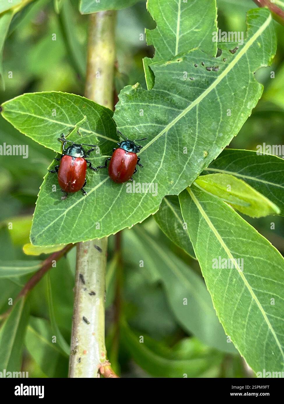 Poplar Leaf Beetle (Chrysomela populi), Insecta, Queen Elizabeth Walk ...