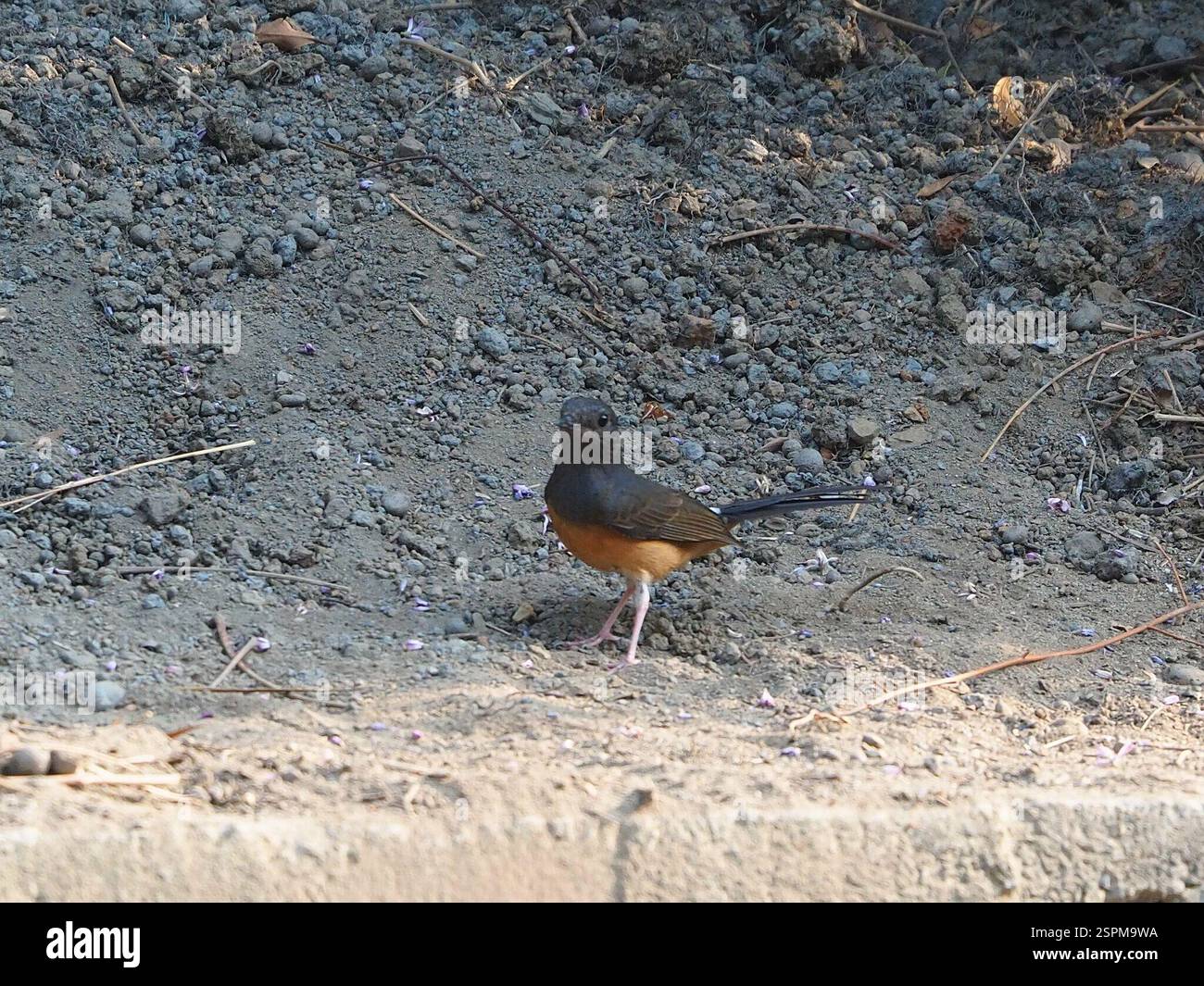 White-rumped Shama (Copsychus malabaricus), Aves, 台灣台中市 Stock Photo - Alamy