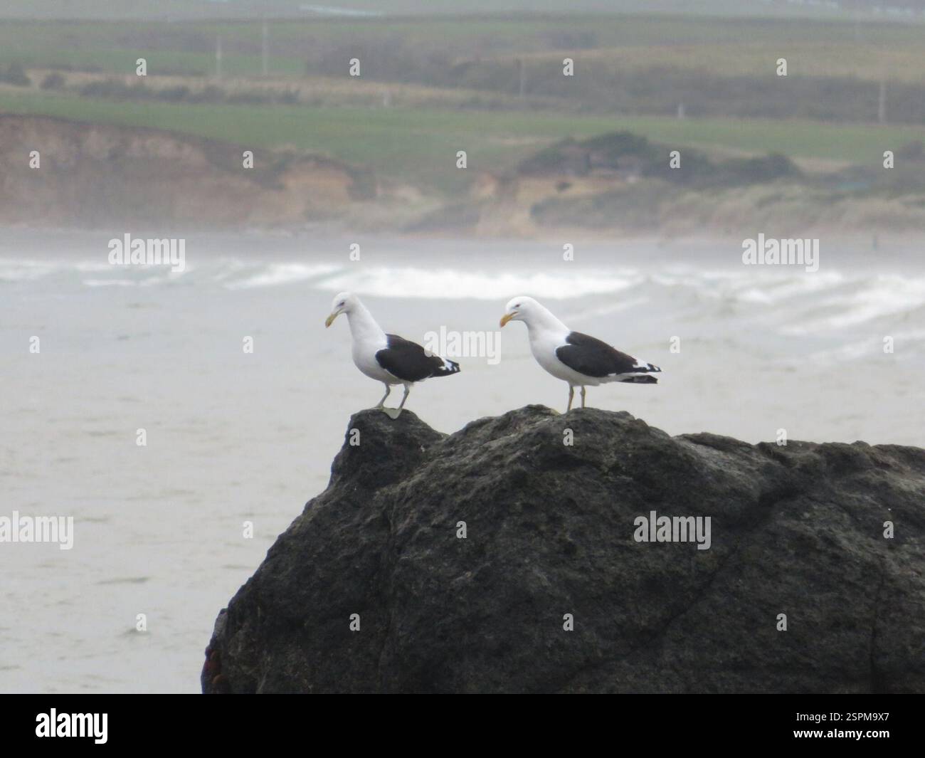 Southern Kelp Gull (Larus dominicanus dominicanus), Aves, Monkey Island ...