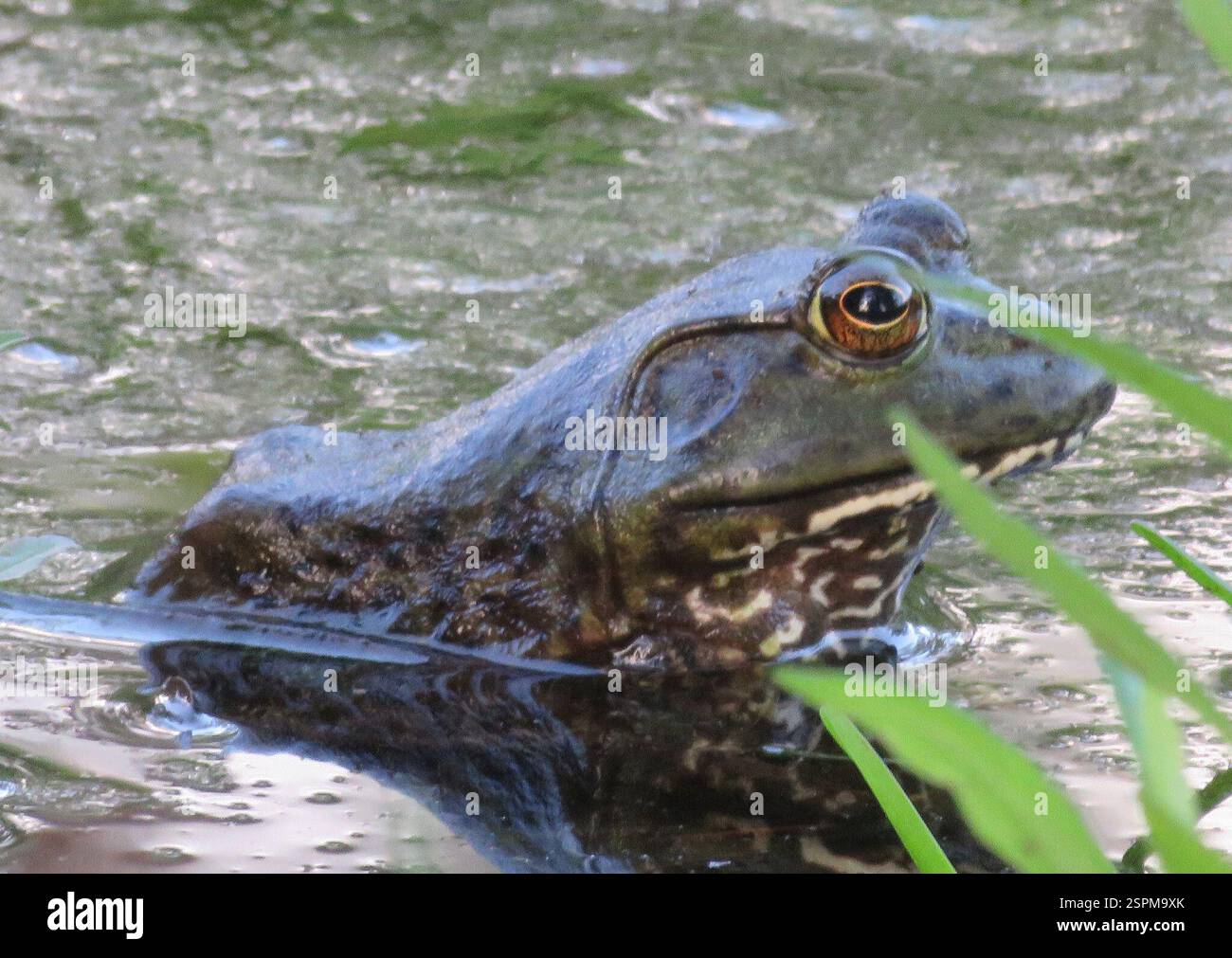 American Bullfrog (Lithobates catesbeianus), Amphibia, Texas, US Stock ...