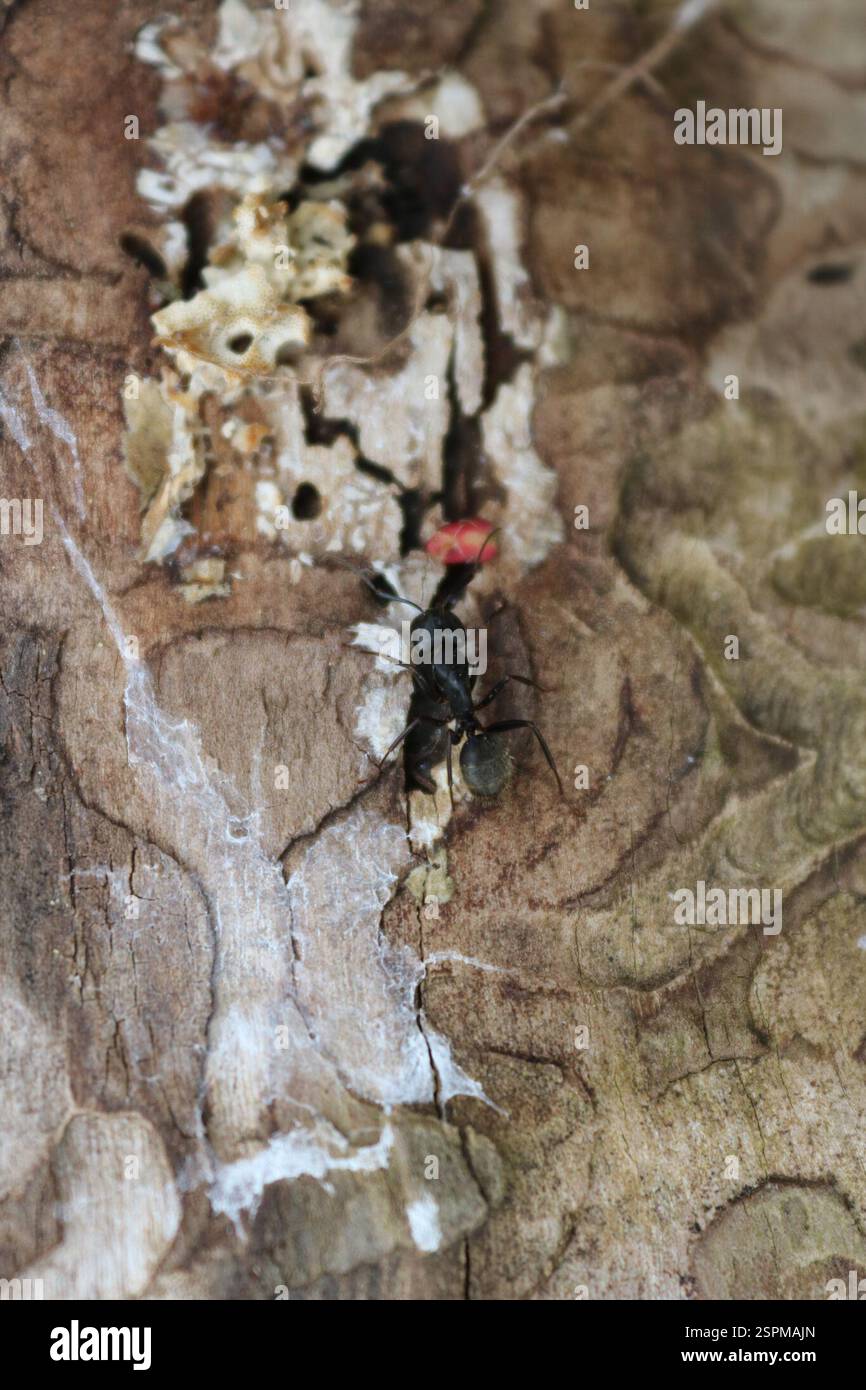 Eastern Black Carpenter Ant (Camponotus pennsylvanicus), Insecta ...