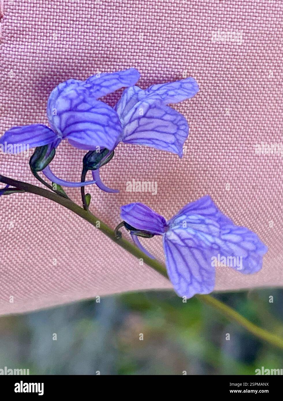 Texas toadflax (Nuttallanthus texanus), Plantae, Fort Ord National ...
