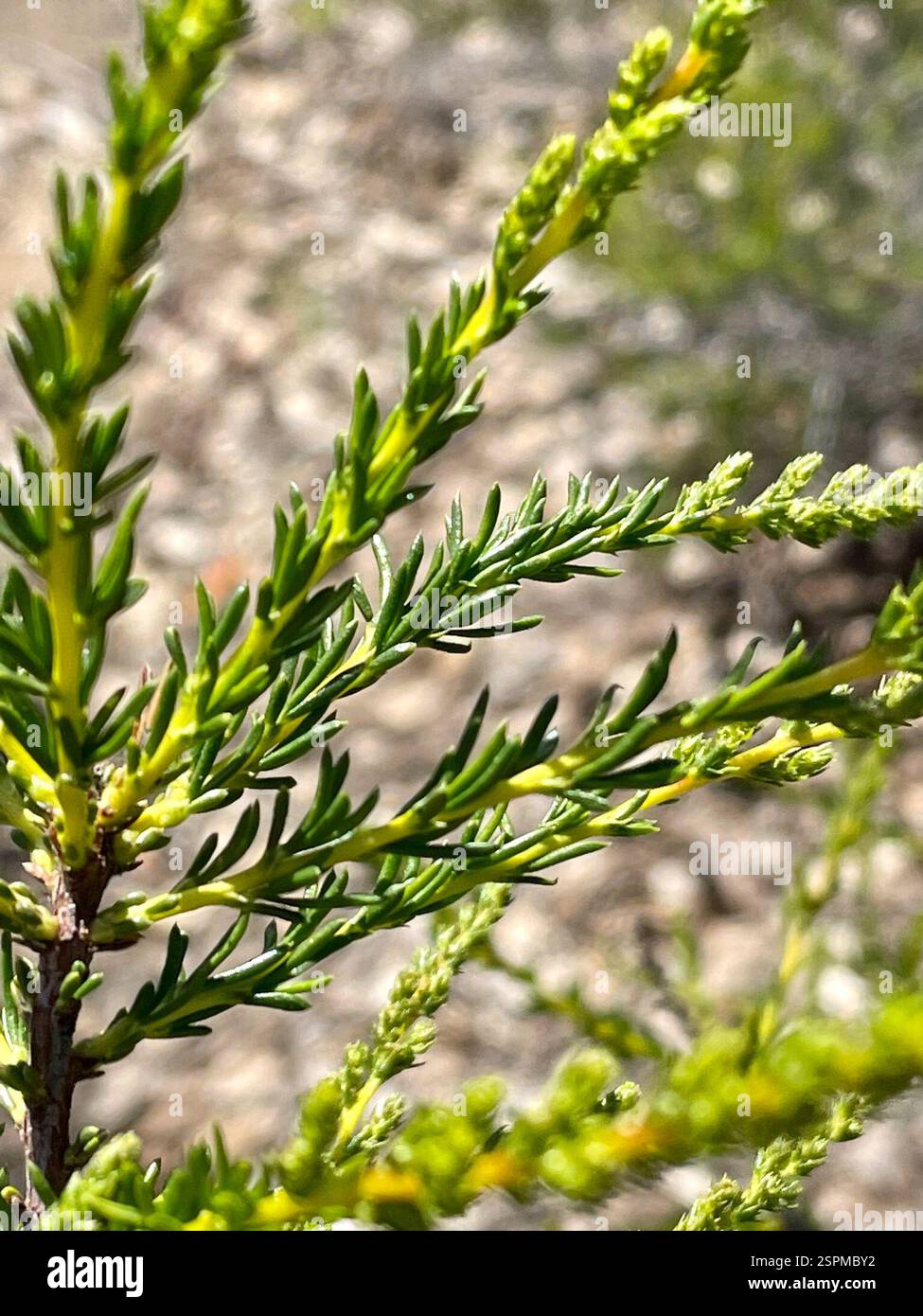 chamise (Adenostoma fasciculatum), Plantae, Fort Ord National Monument ...