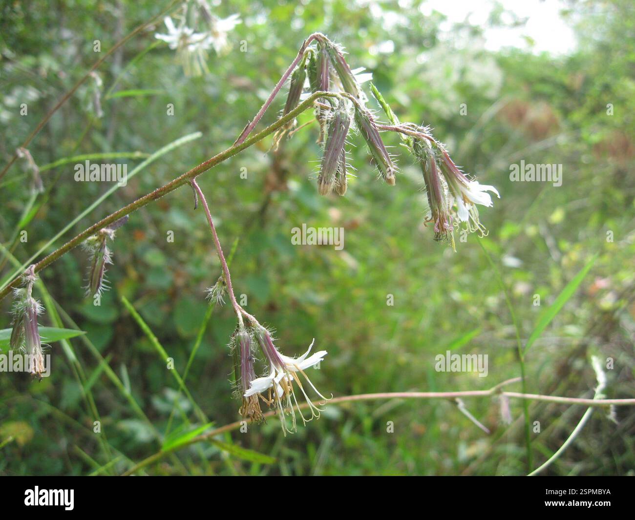 barbed rattlesnake root (Nabalus barbatus), Plantae, Ardmore, TN, USA ...