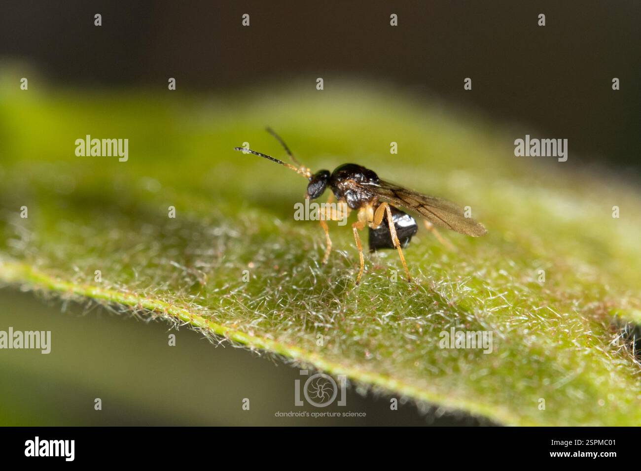 Gall Wasps (Cynipidae), Insecta, Jennings State Forest, The slightly ...
