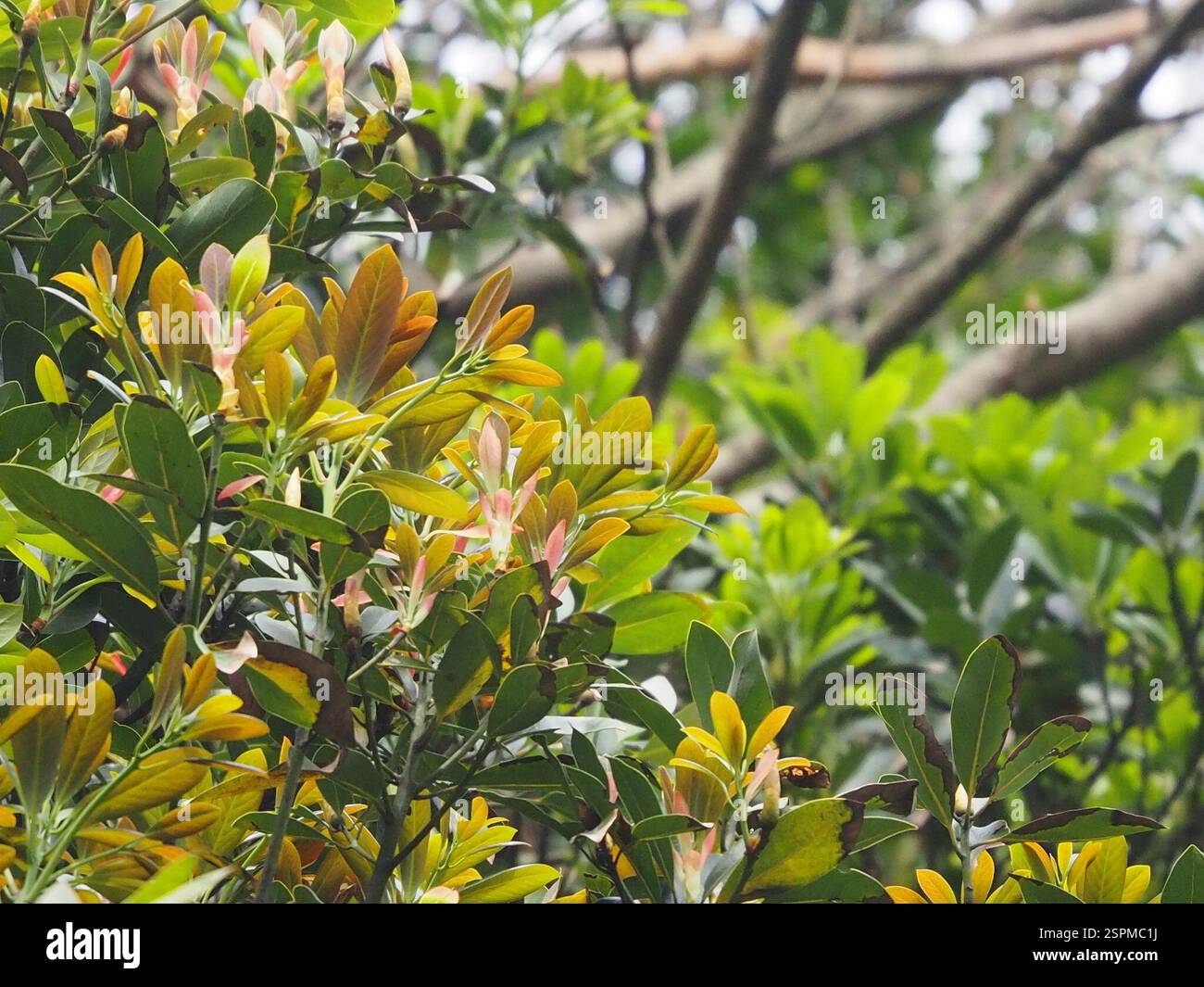 Red Machilus (Machilus thunbergii), Plantae, 台灣新北市 Stock Photo - Alamy