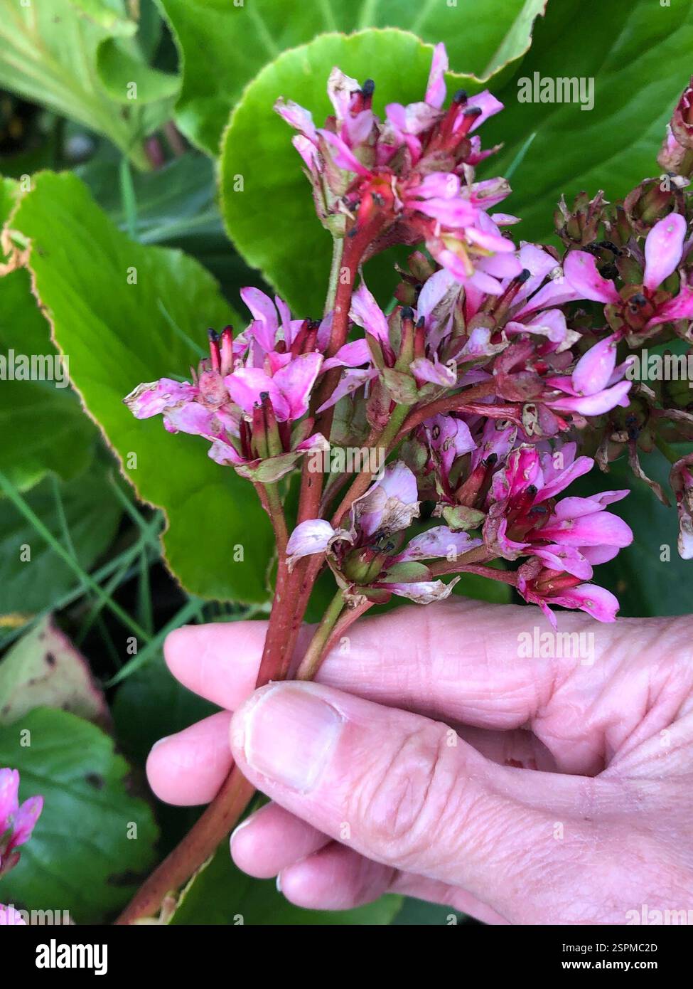 Elephant's-ears (Bergenia crassifolia), Plantae, Bridge Road, Cardiff ...