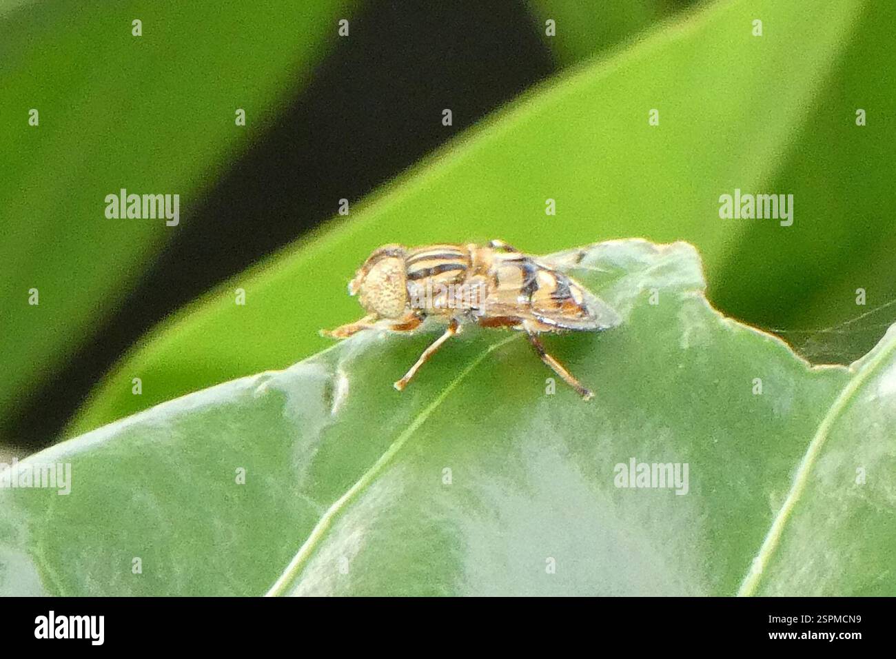 Native Drone Fly (Eristalinus punctulatus), Insecta, Sinnamon Park ...