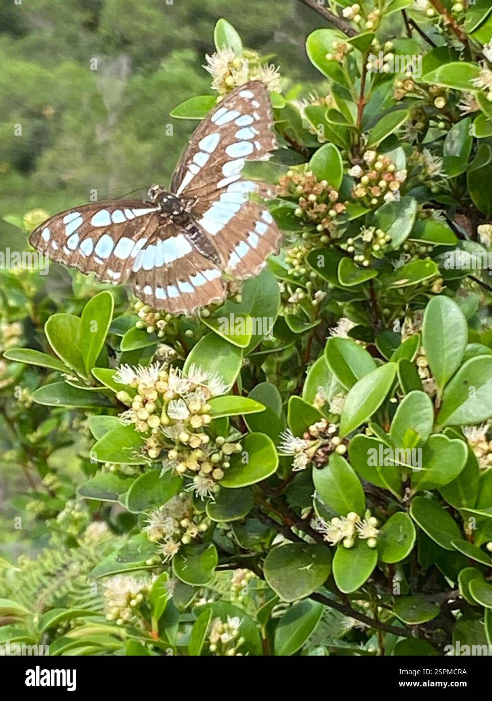 Common Sergeant (Athyma perius), Insecta, TW Stock Photo - Alamy