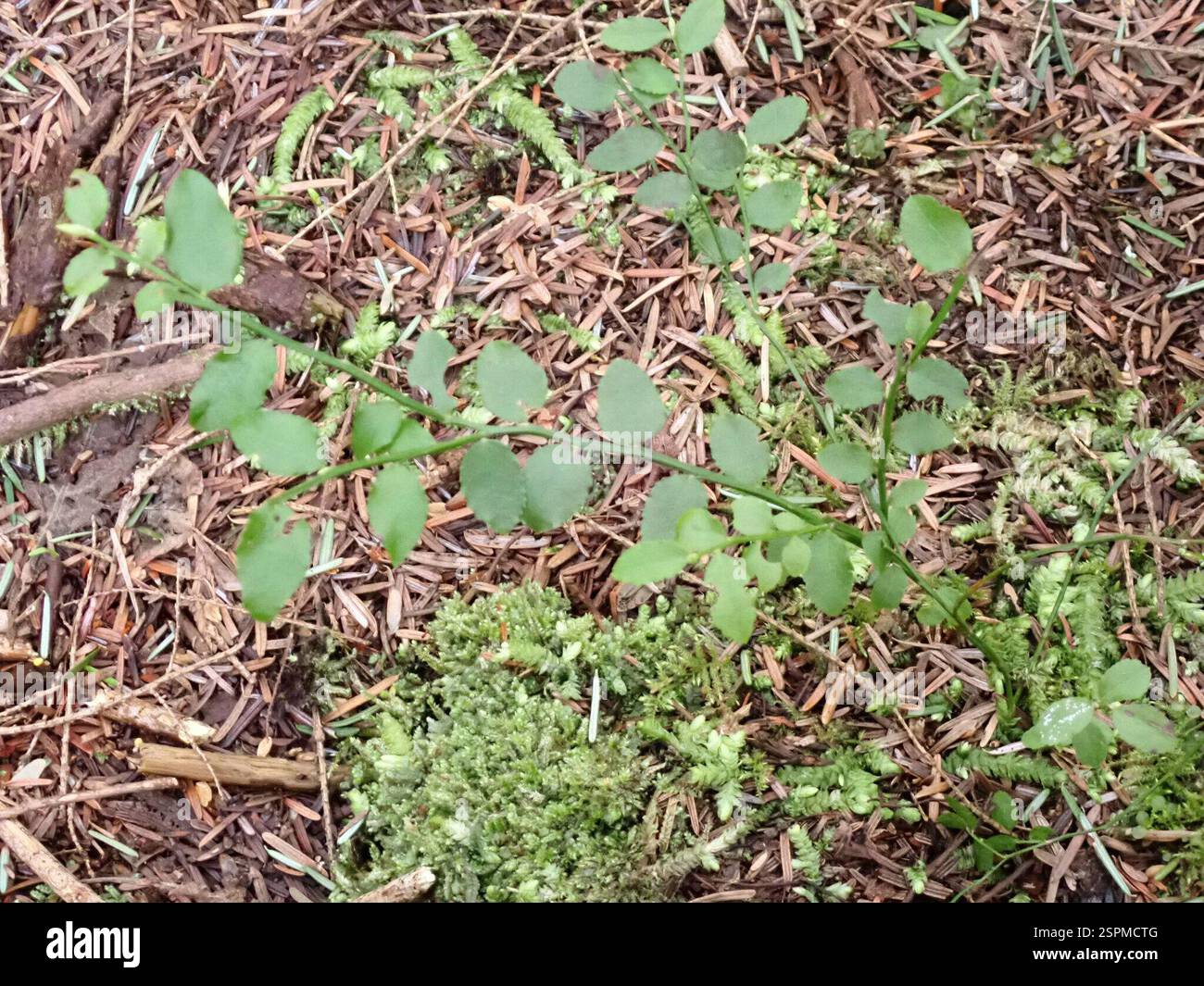 Red Huckleberry (Vaccinium parvifolium), Plantae, Central Vancouver ...
