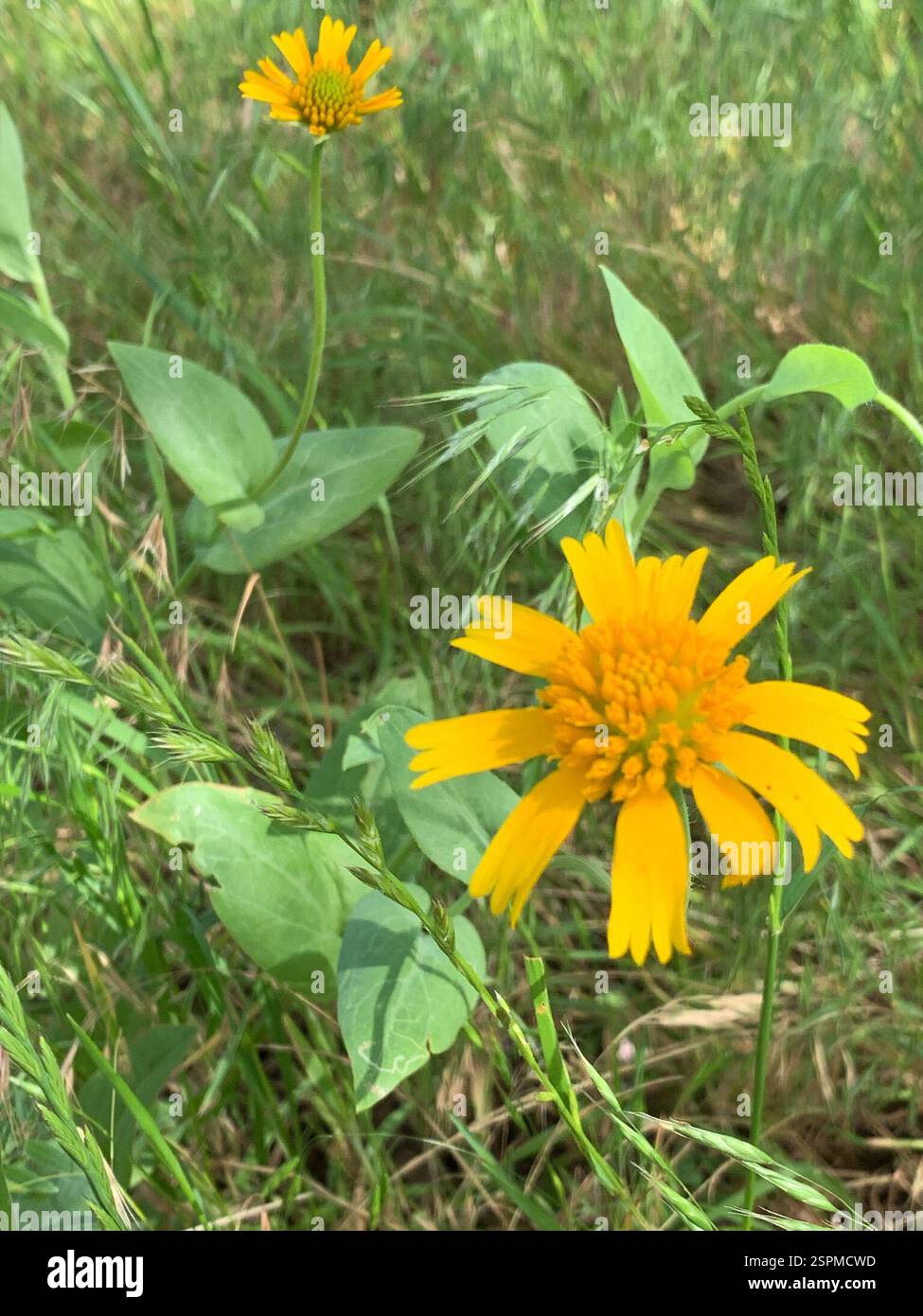 Huisache Daisy (Amblyolepis setigera), Plantae, Flower Mound, TX, US ...