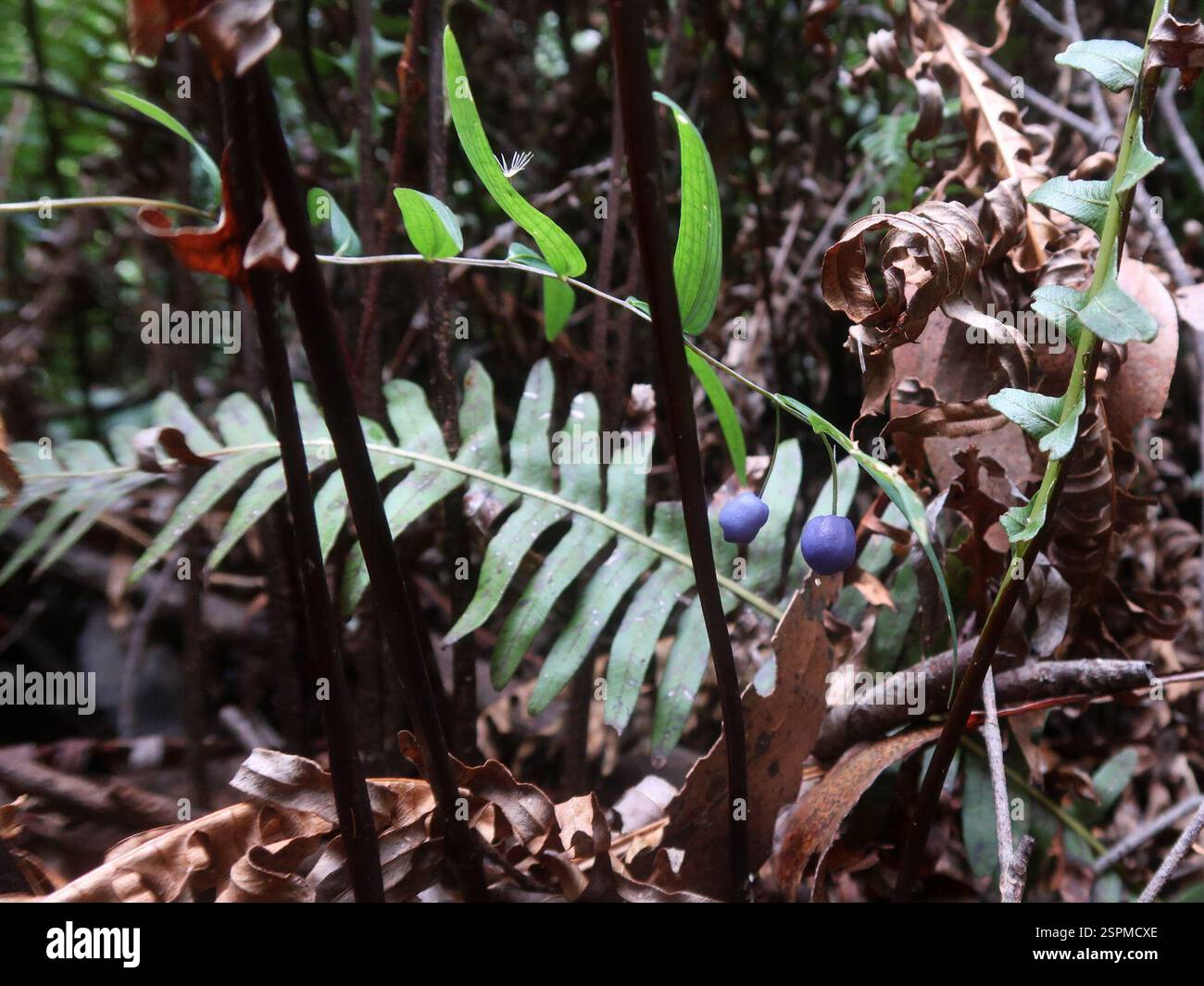 Turquoise Berry (Drymophila cyanocarpa), Plantae, Chesters Loop Track ...