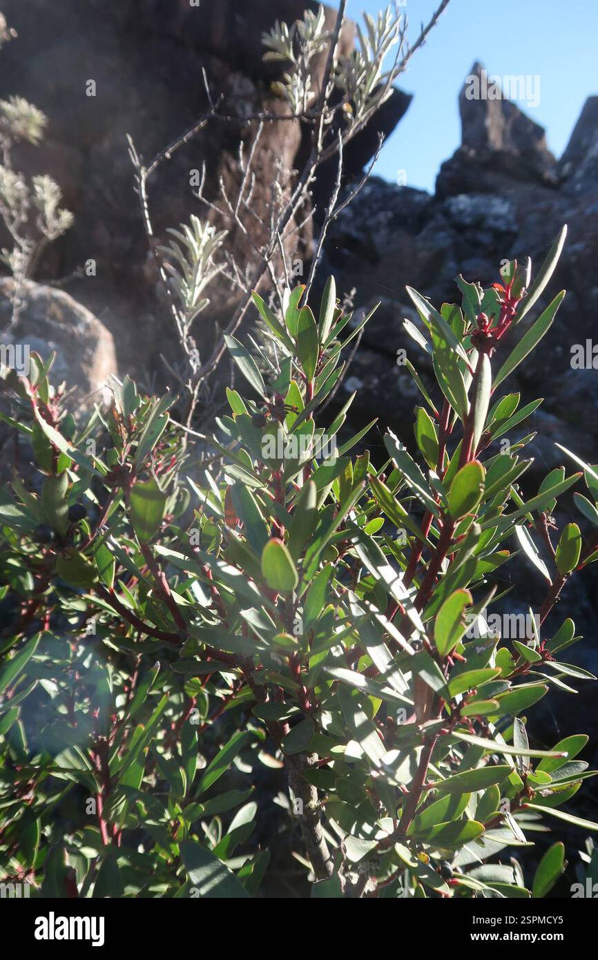 Mountain Pepper (Tasmannia lanceolata), Plantae, Lake Mackenzie Road ...