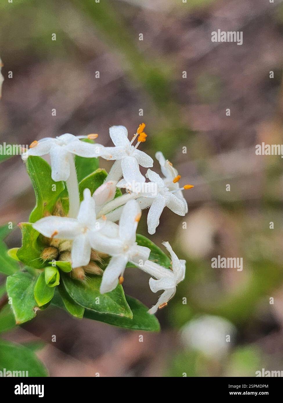Queen of the Bush (Pimelea linifolia), Plantae, Shoalhaven - Pt B, AU ...