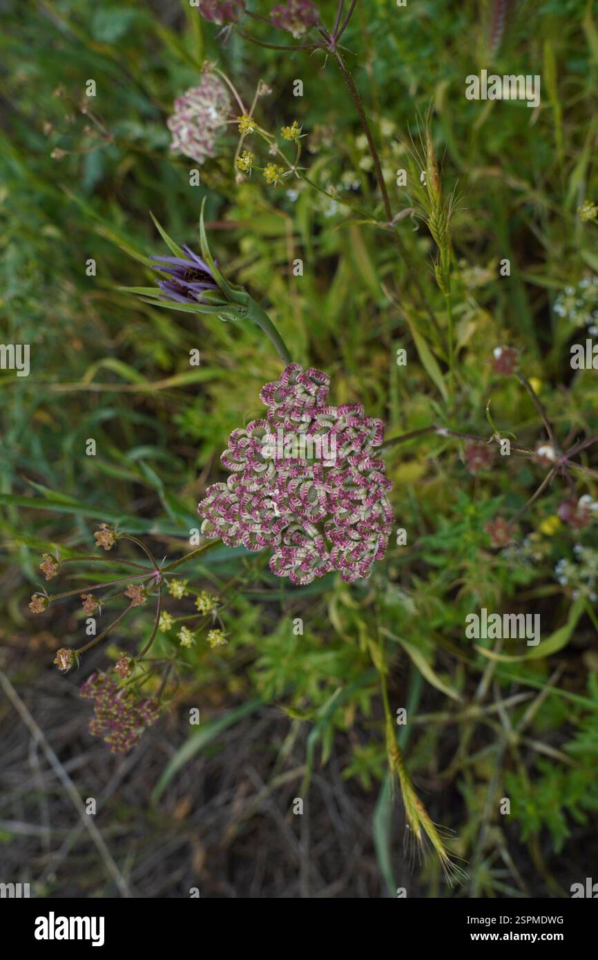 Mediterranean Hartwort (Tordylium apulum), Plantae, Aegina, Greece ...