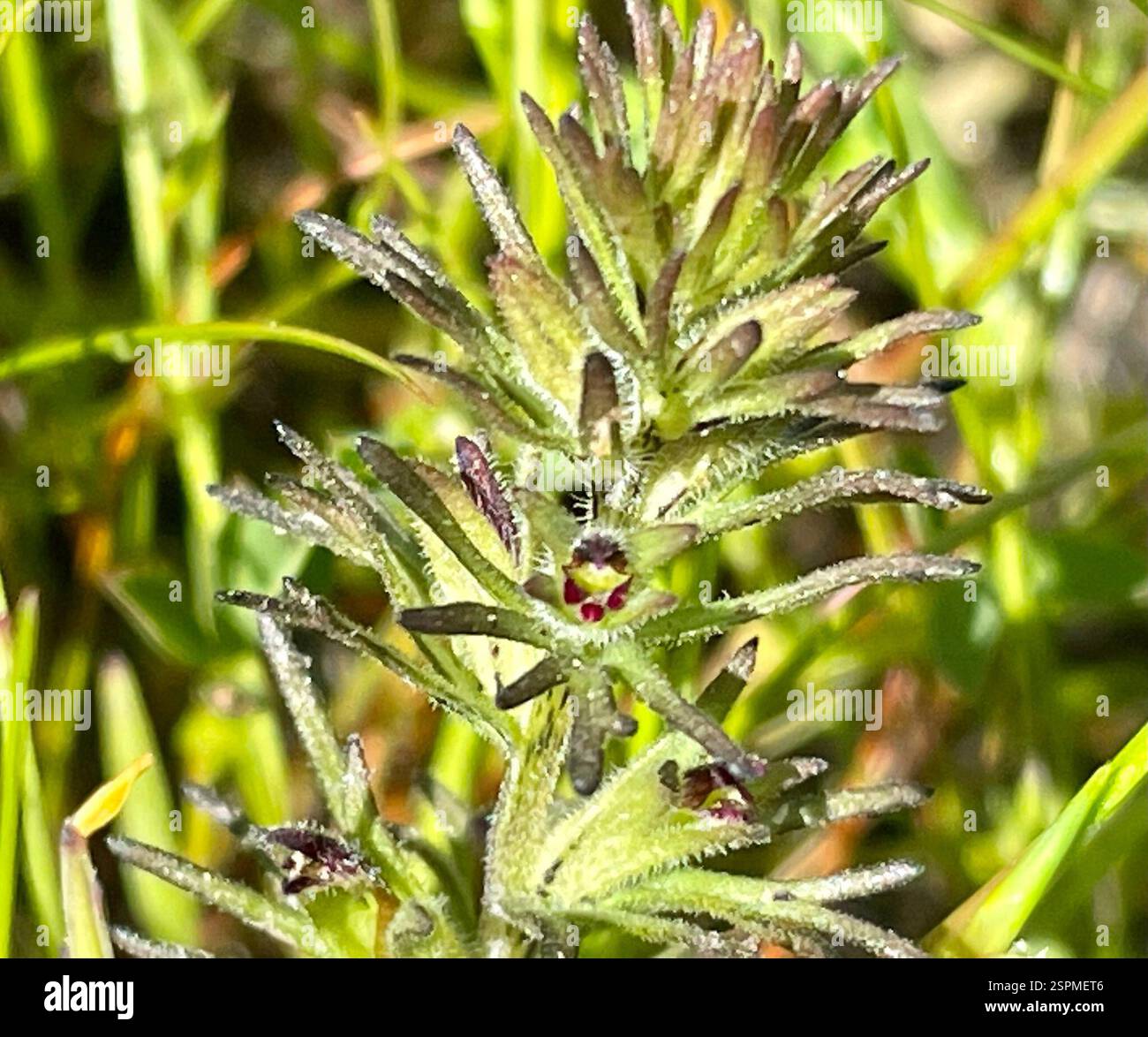 dwarf owl's-clover (Triphysaria pusilla), Plantae, Fort Ord National ...