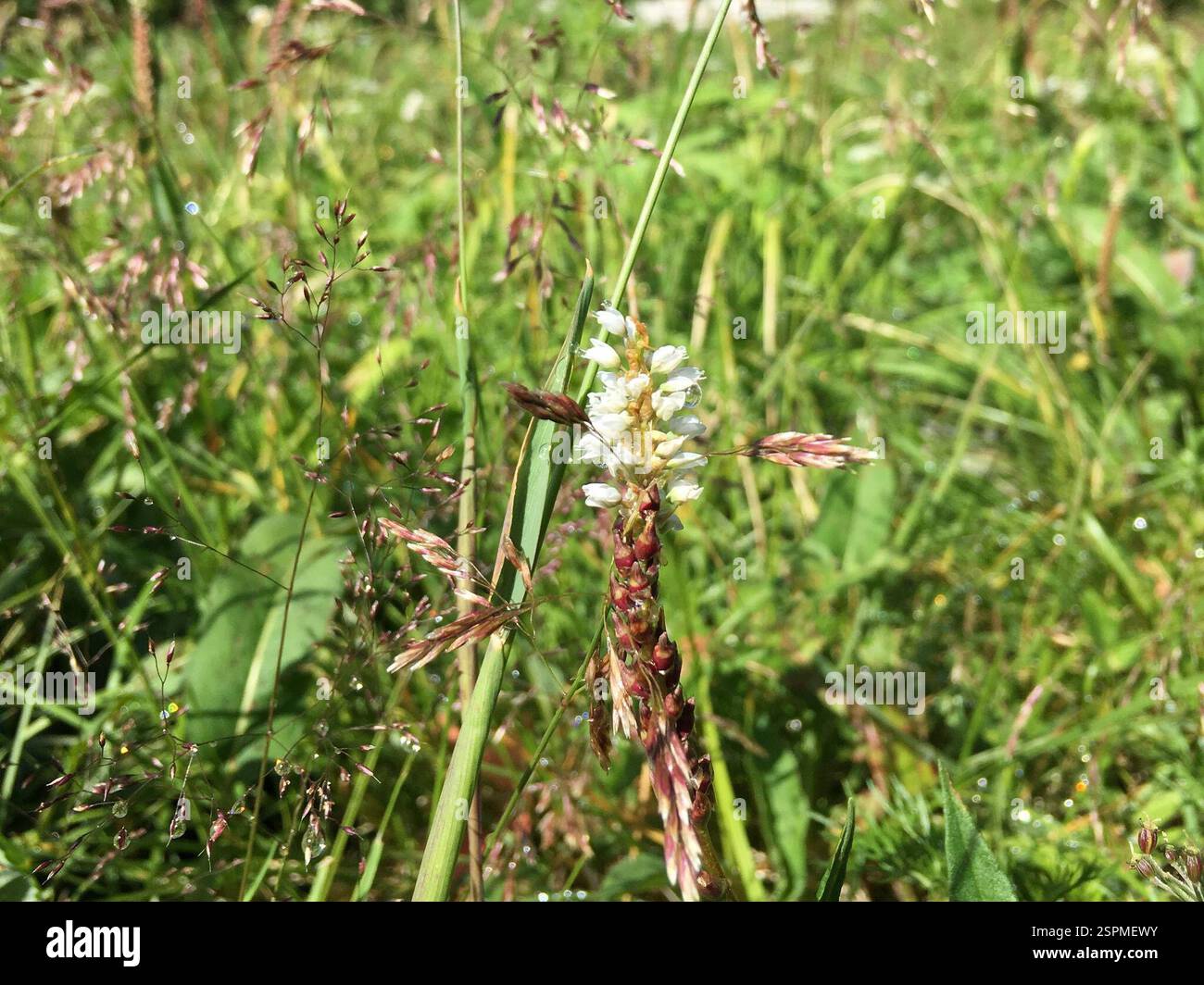 alpine bistort (Bistorta vivipara), Plantae, Nagano, JP Stock Photo - Alamy