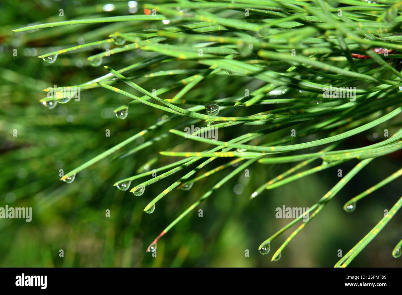 Water droplets on pine needles after rainfall Stock Photo - Alamy