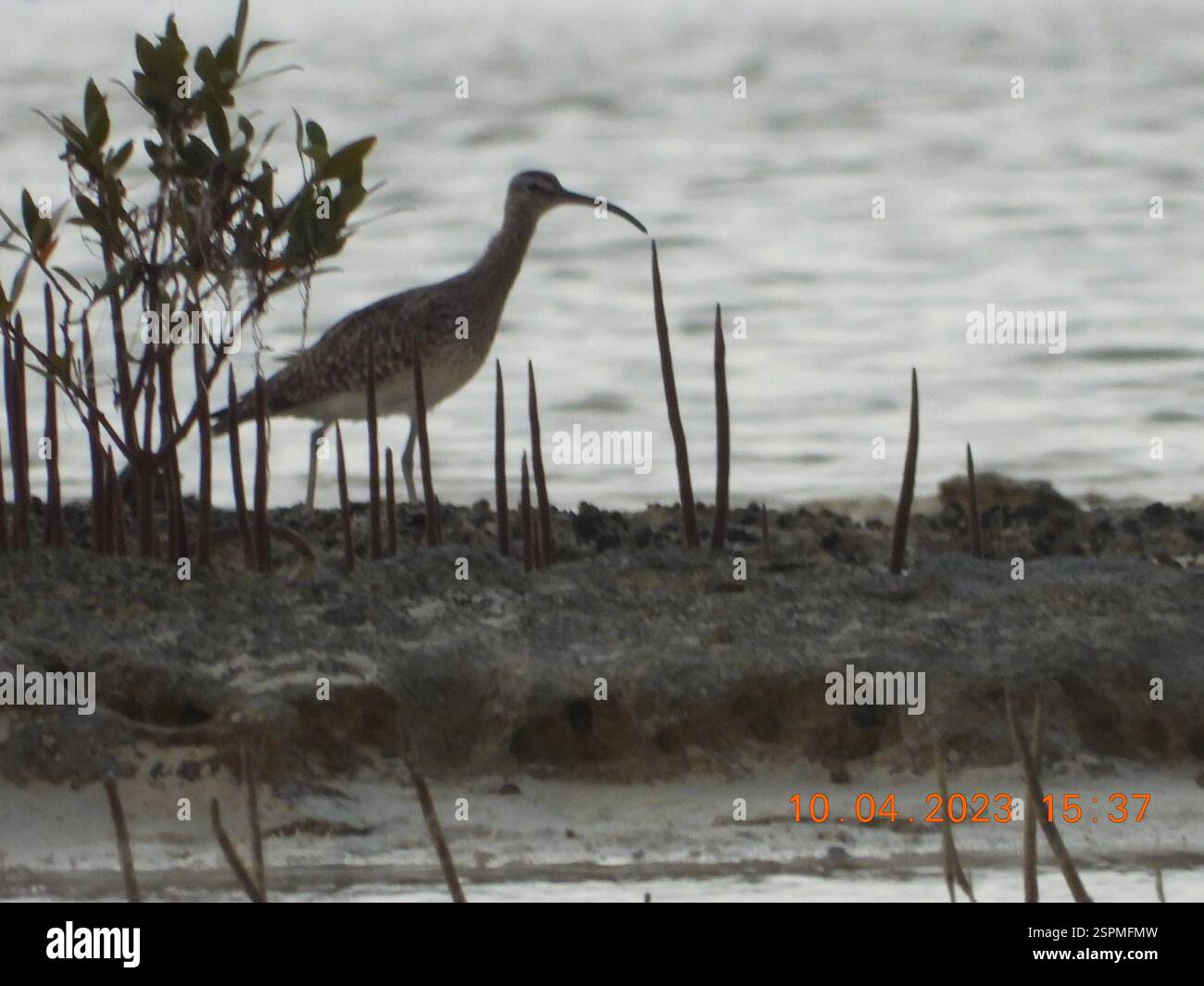 Nabq nature reserve hi-res stock photography and images - Alamy