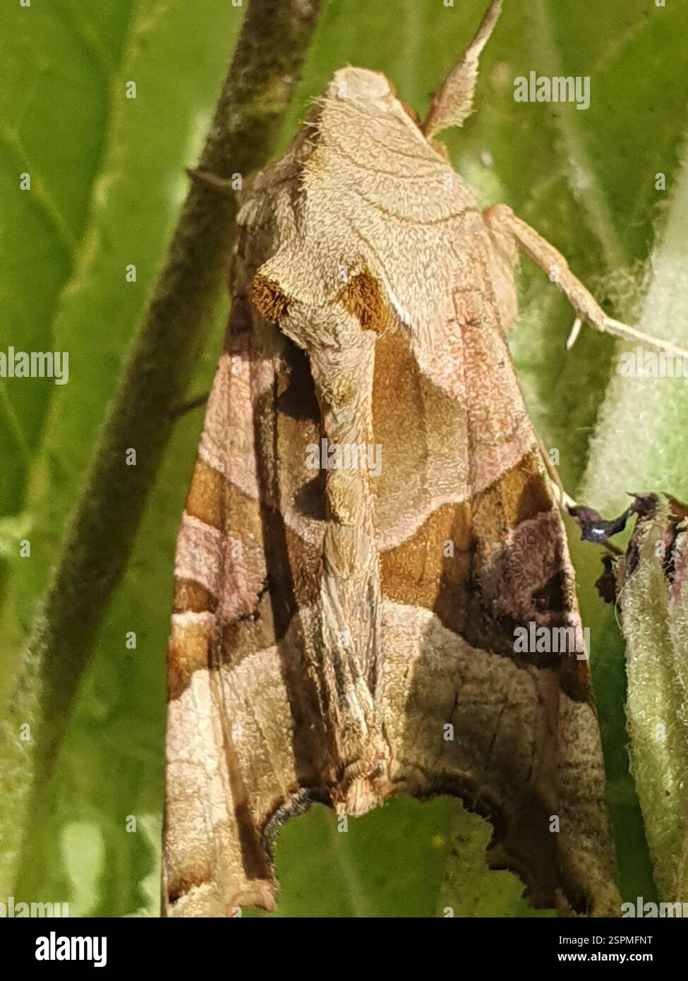 Angle Shades (Phlogophora meticulosa), Insecta, Stirchley, Birmingham ...