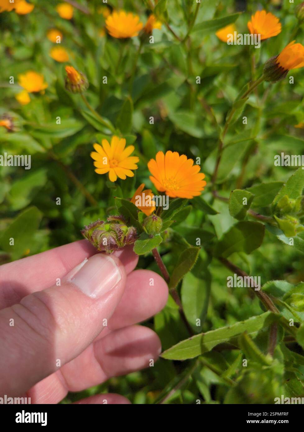 field marigold (Calendula arvensis), Plantae, Bayshore Heights, Daly ...