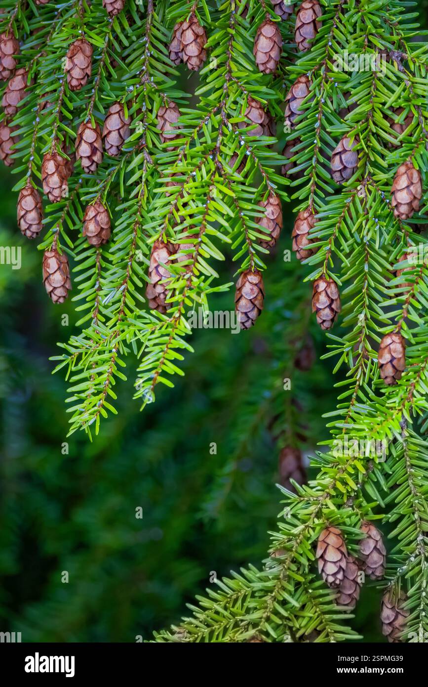 Western Hemlock, Tsuga heterophylla, branch with needles and cones on the Olympic Peninsula ...
