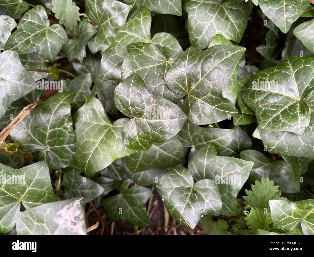 common ivy (Hedera helix), Plantae, Wylva Ave, Liverpool, England, GB ...