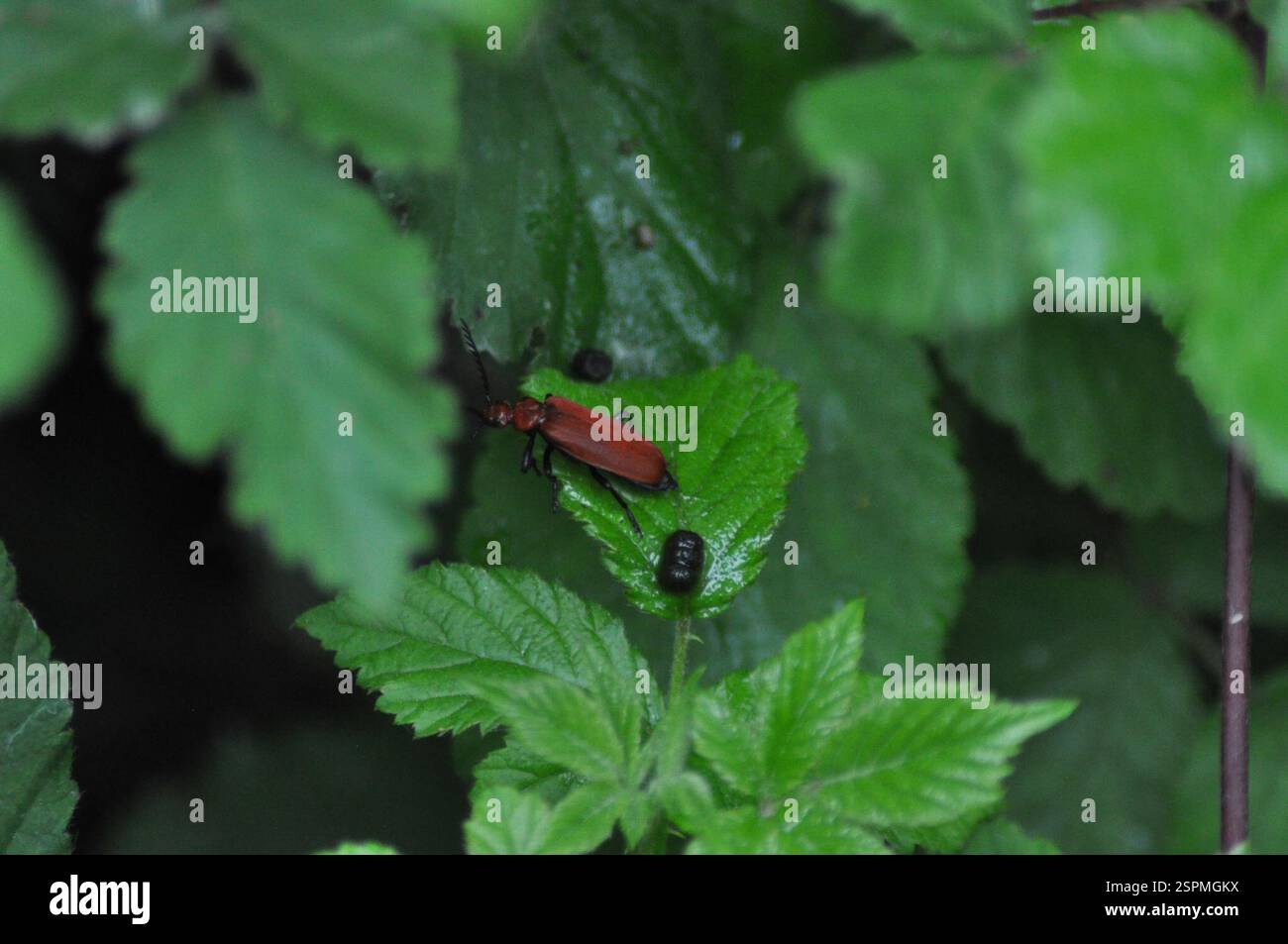 Common Cardinal Beetle (Pyrochroa serraticornis), Insecta, 33520 Bruges ...