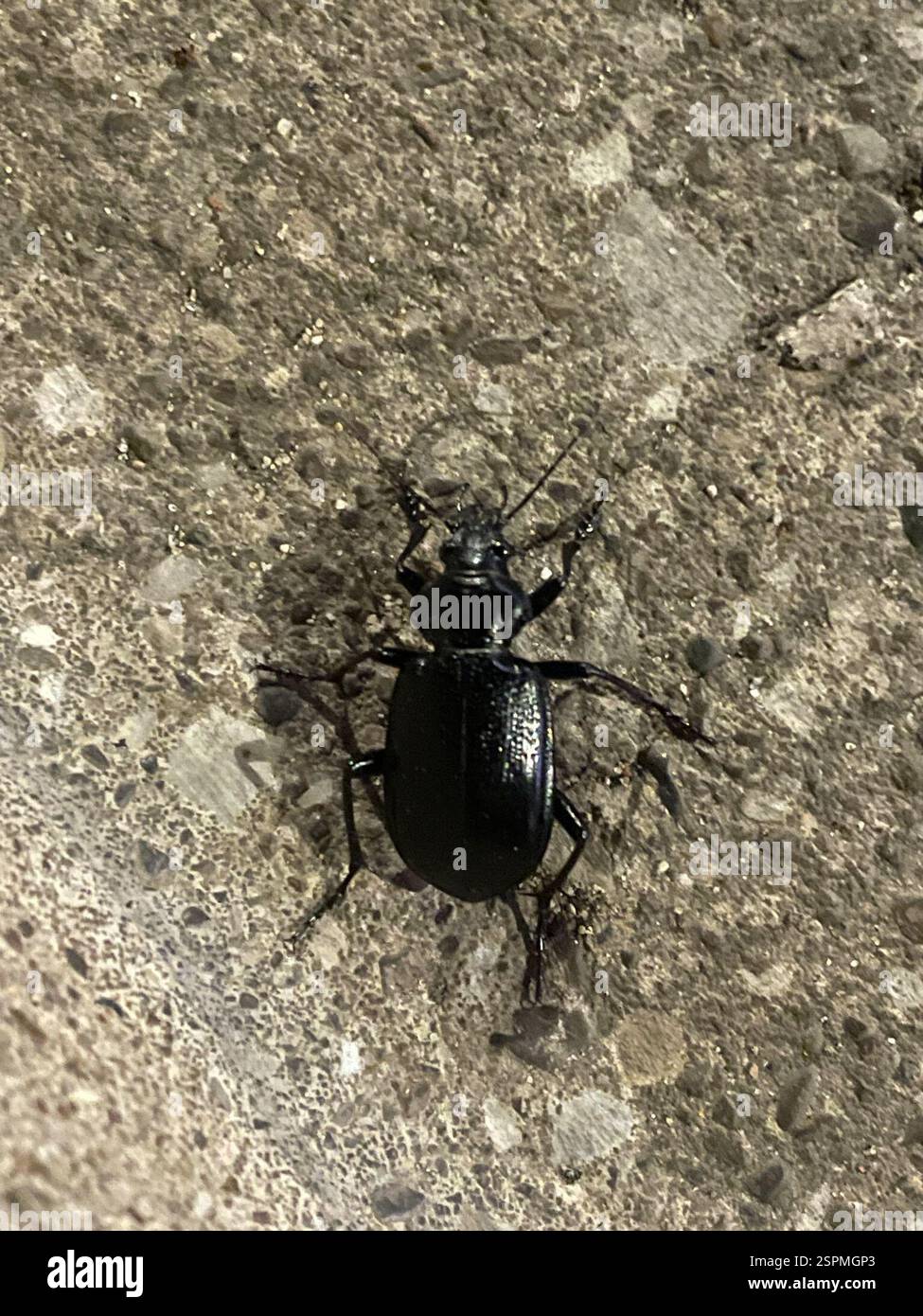 Calosoma marginale hi-res stock photography and images - Alamy