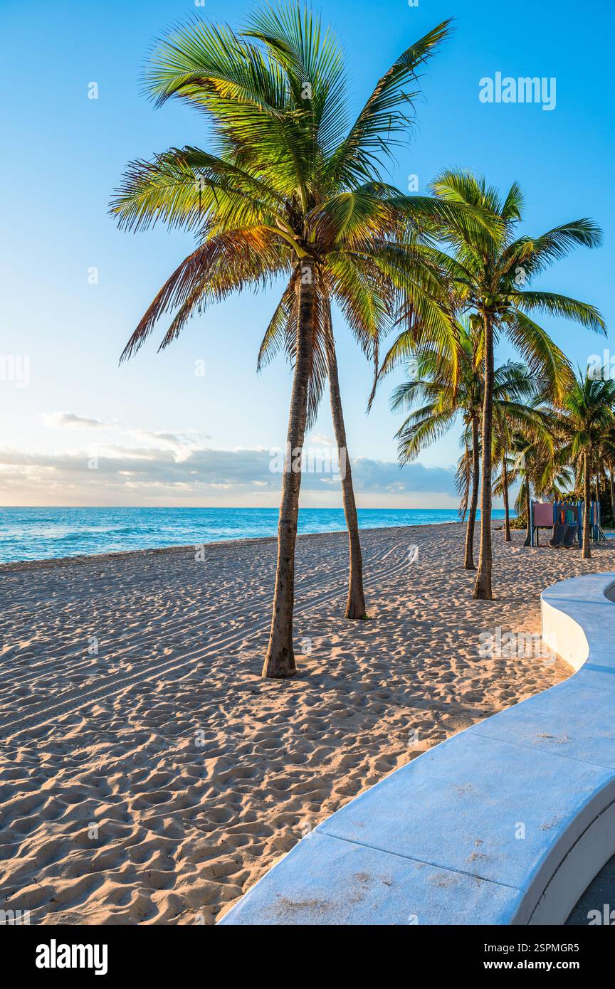 Florida Trees And Beaches Florida Beach Palm Trees Hi Res Stock