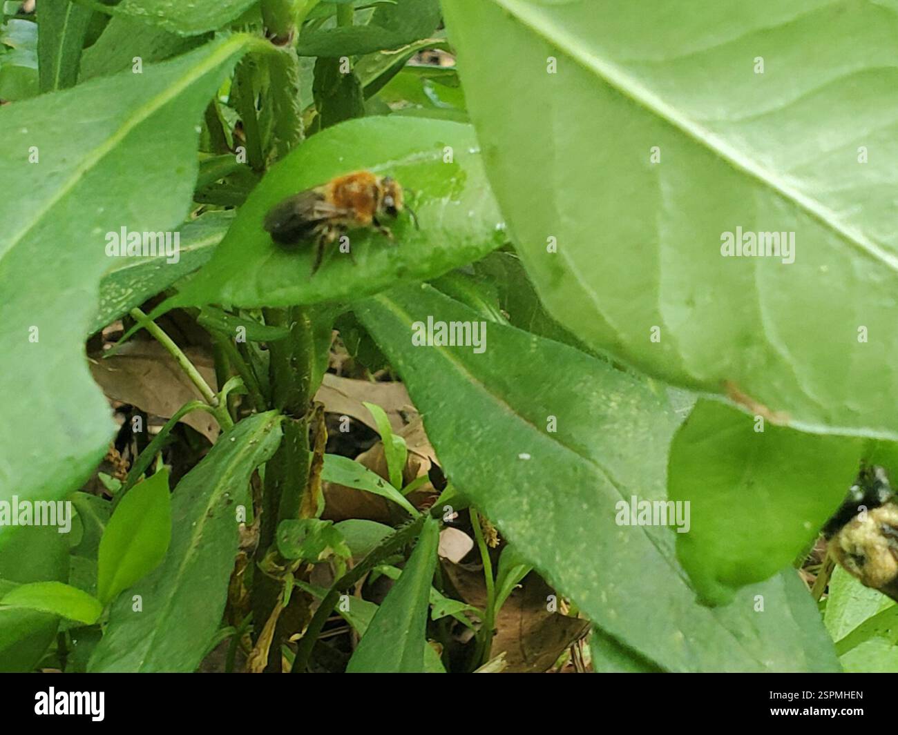 Rufous-backed Cellophane Bee (Colletes thoracicus), Insecta, North ...