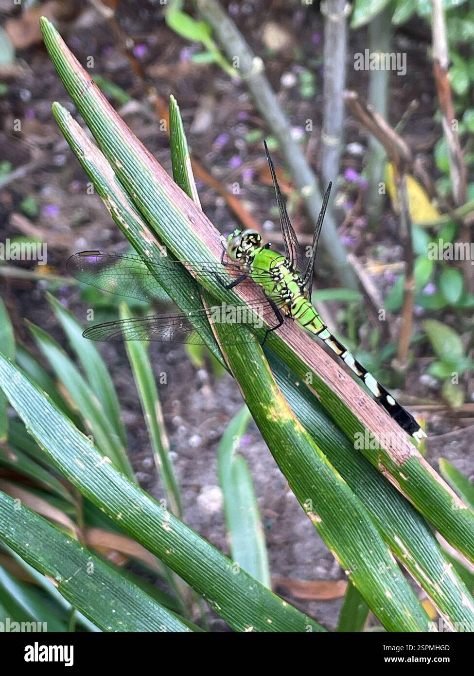 Eastern Pondhawk (Erythemis simplicicollis), Insecta, Savannah Cir E ...