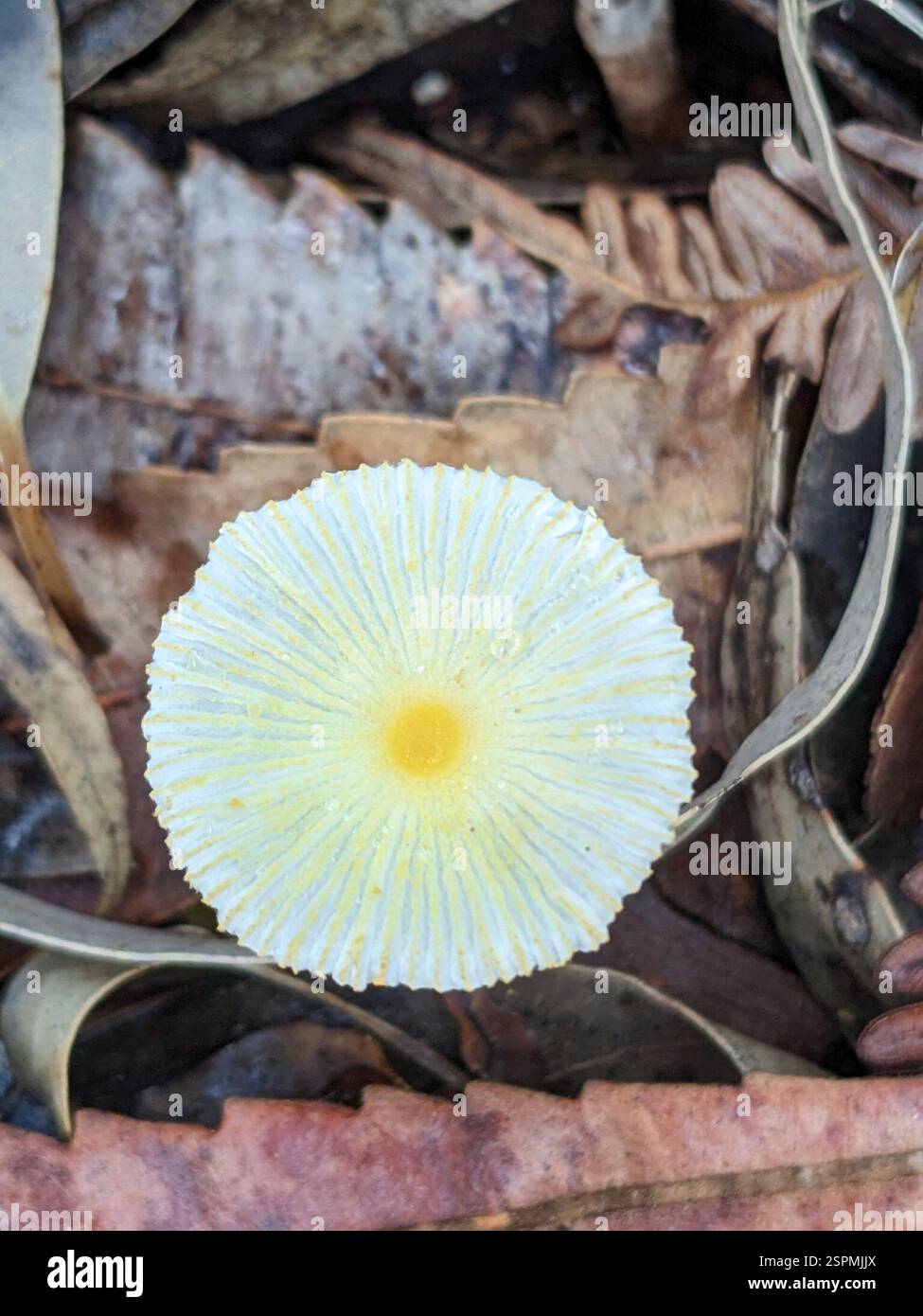 Leucocoprinus fragilissimus hi-res stock photography and images - Alamy