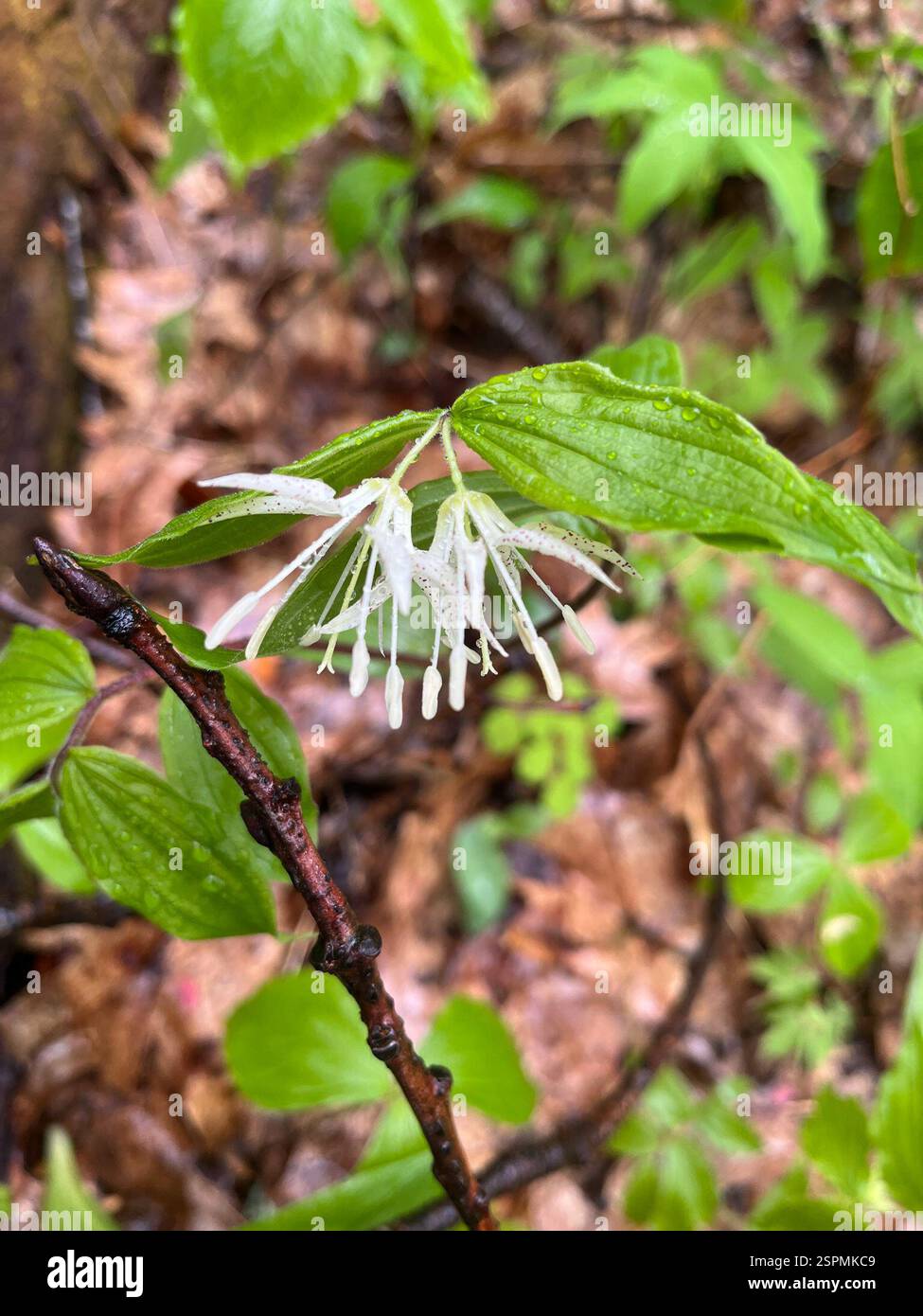 spotted mandarin (Prosartes maculata), Plantae, Macon County, NC, USA ...