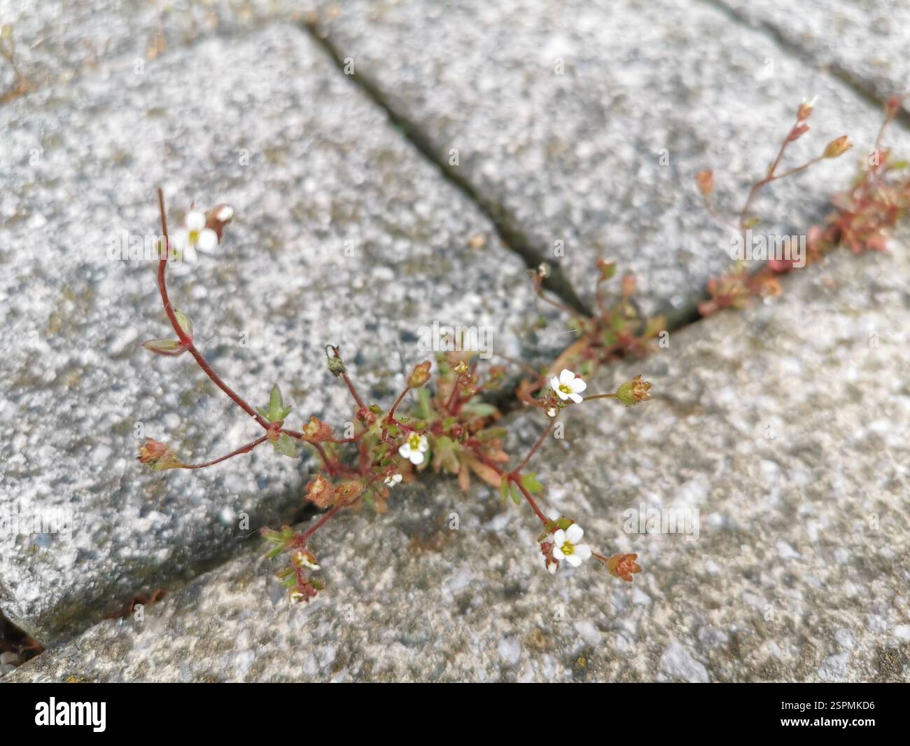 Rue-leaved Saxifrage (Saxifraga tridactylites), Plantae, Mansfield ...