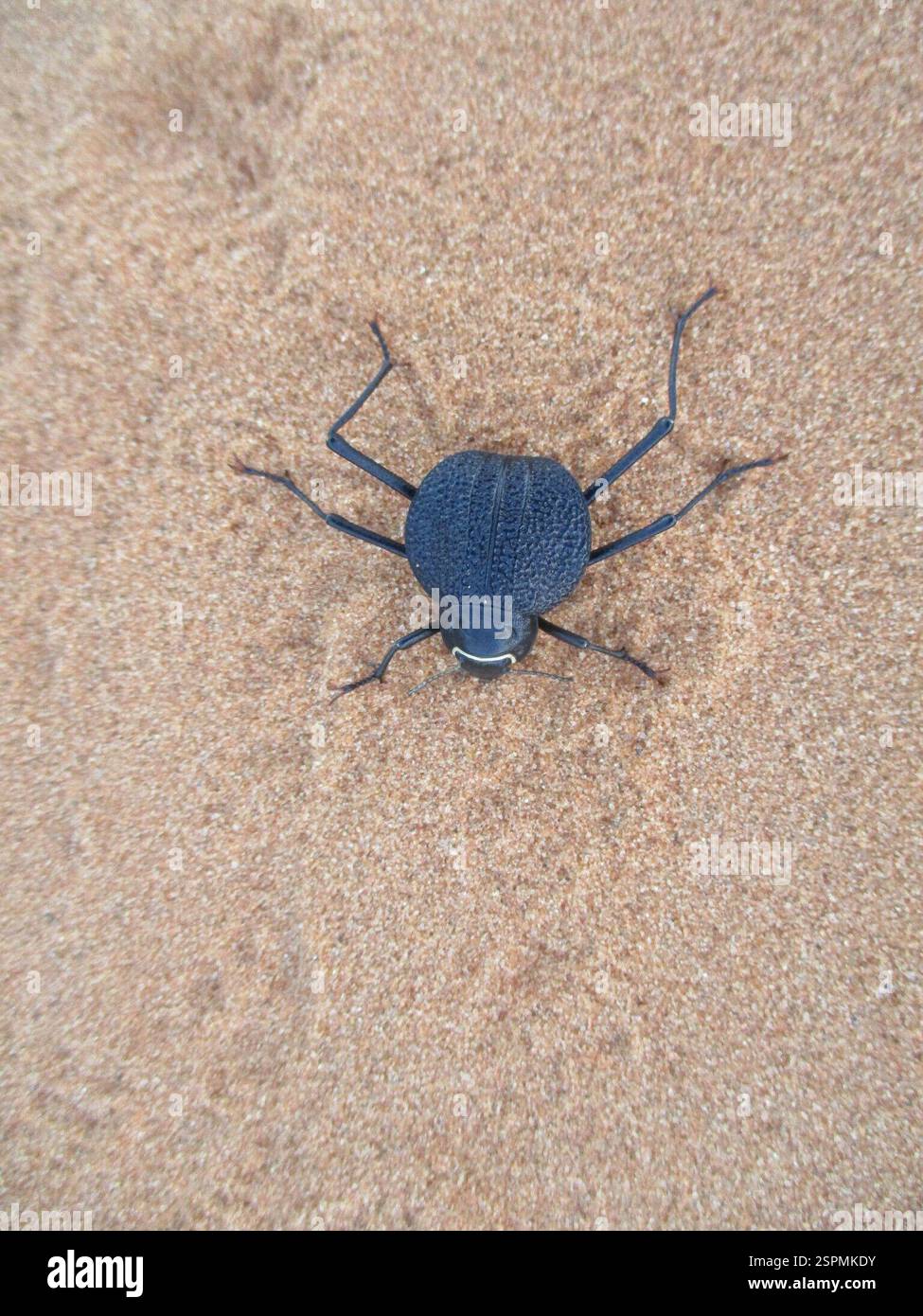 (Onymacris plana), Insecta, Erongo Region, Namibia Stock Photo - Alamy