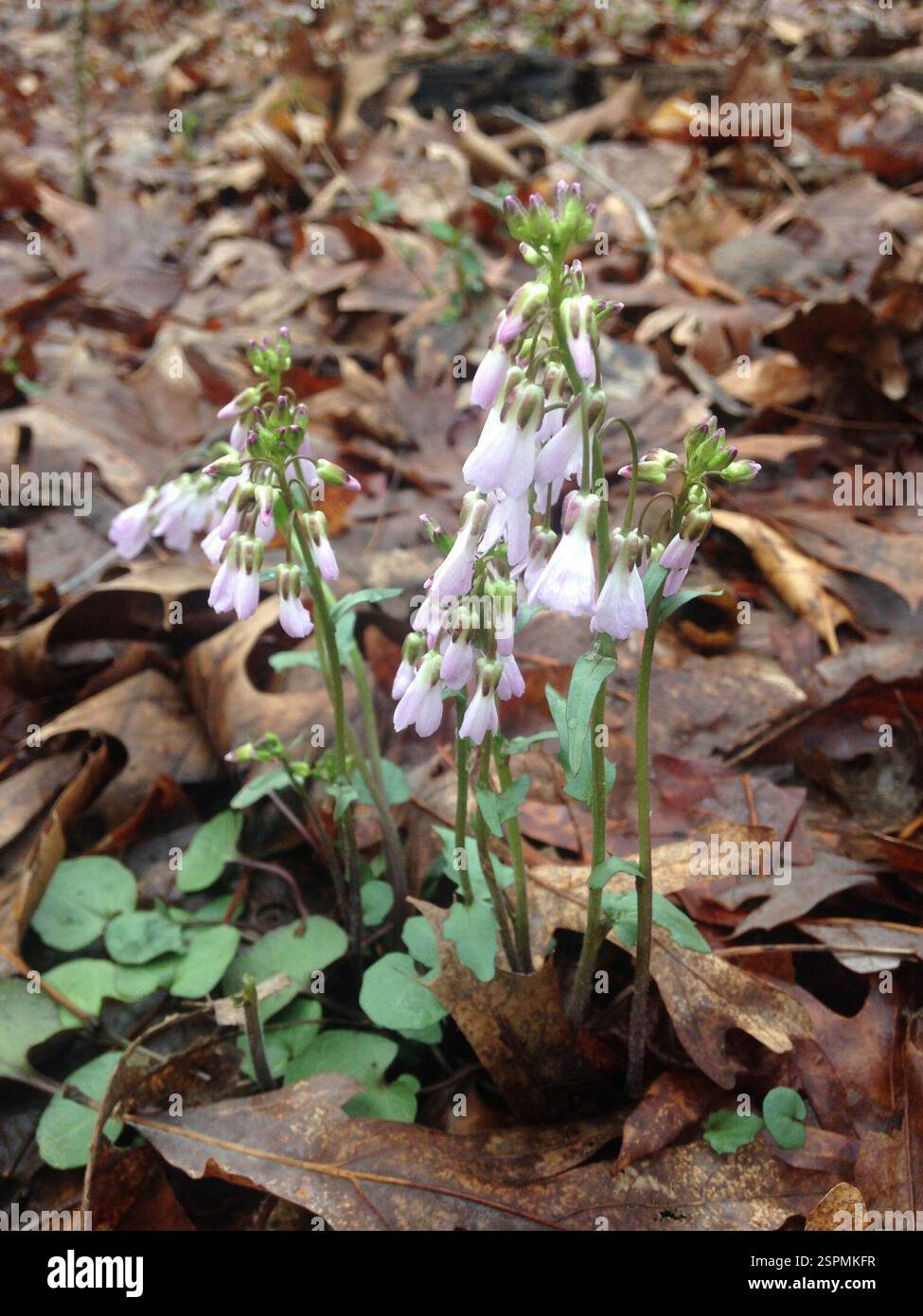 Purple Cress (Cardamine douglassii), Plantae, Montgomery, Tennessee ...