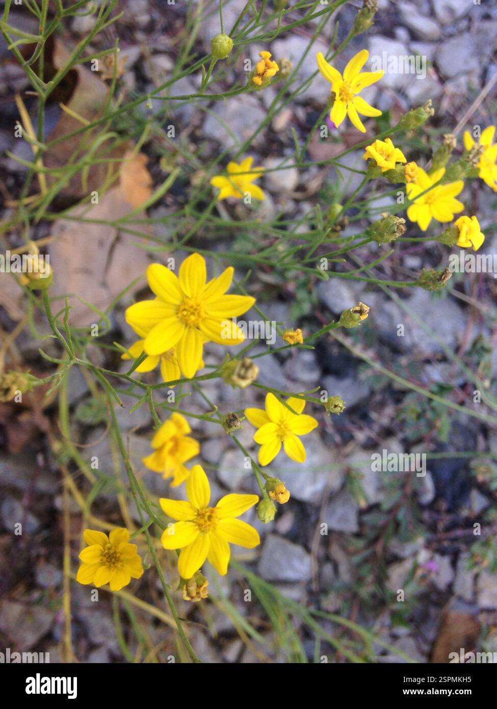 prairie broomweed (Amphiachyris dracunculoides), Plantae, Wilson County ...