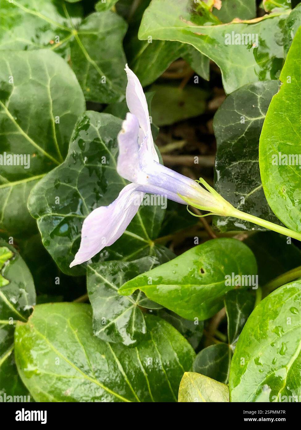 Intermediate Periwinkle (Vinca difformis), Plantae, Fairleigh Road ...