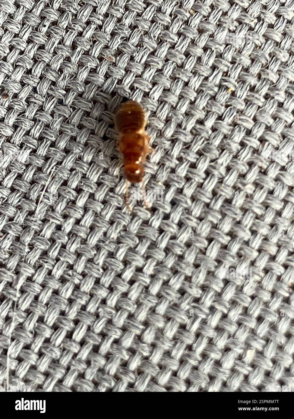 Formosan subterranean termite (Coptotermes formosanus), Insecta, Key ...