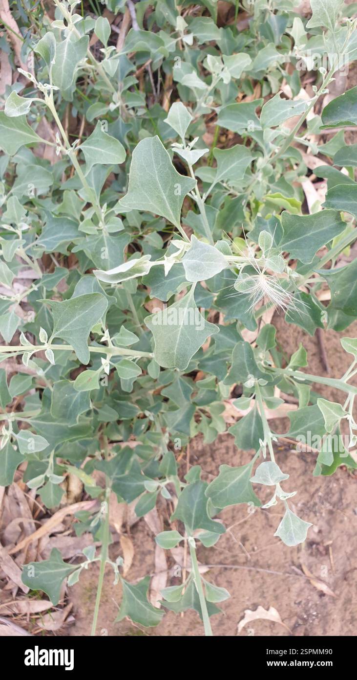 (Rhagodia), Plantae, Bulla VIC 3428, Australia Stock Photo - Alamy