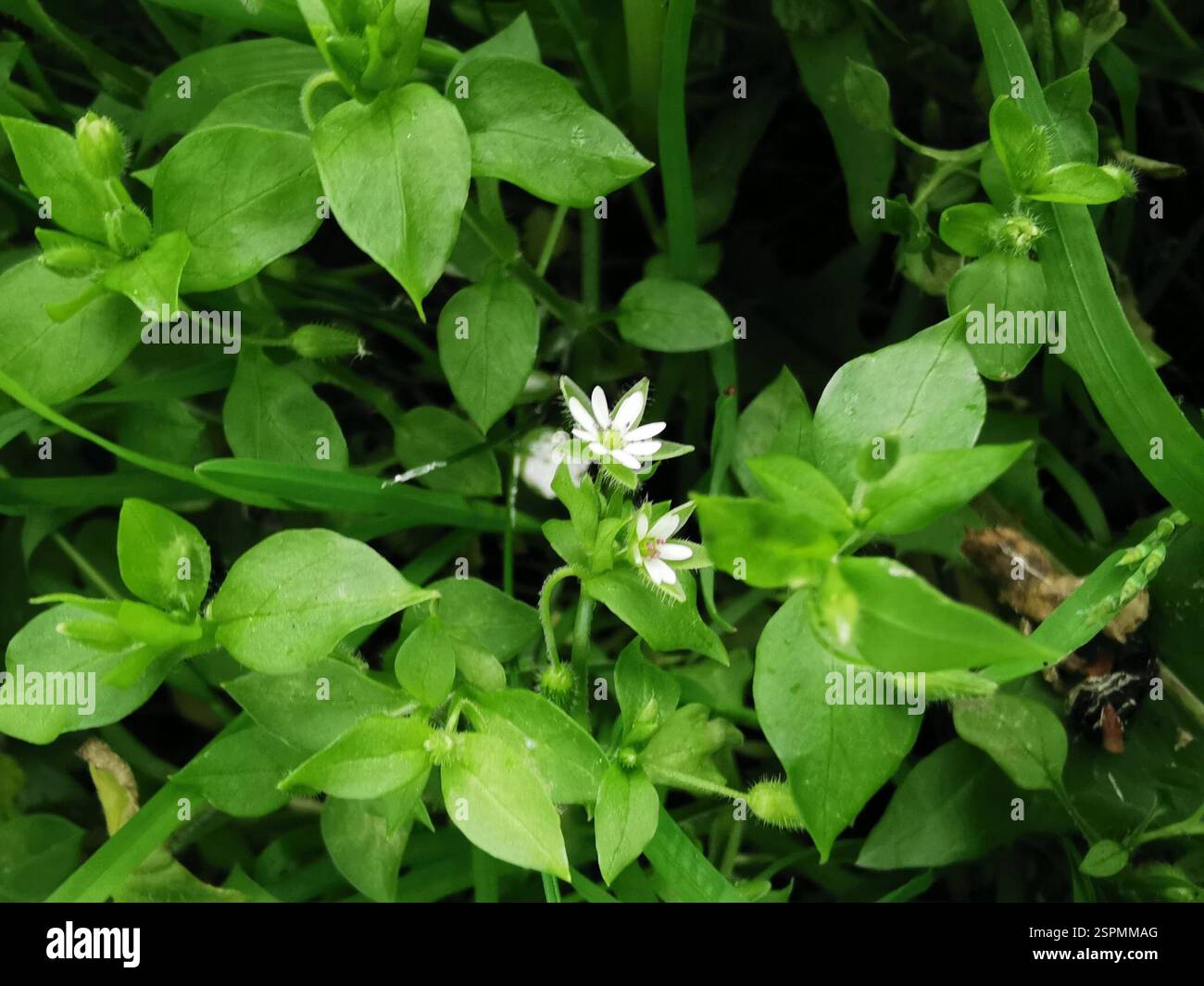 Stellaria media, chickweed uk hi-res stock photography and images - Alamy