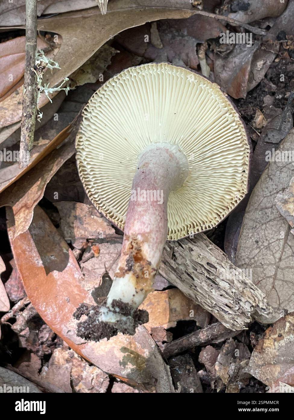 purple-bloom russula (Russula mariae), Fungi, Old Mexico Rd, Bolivar ...