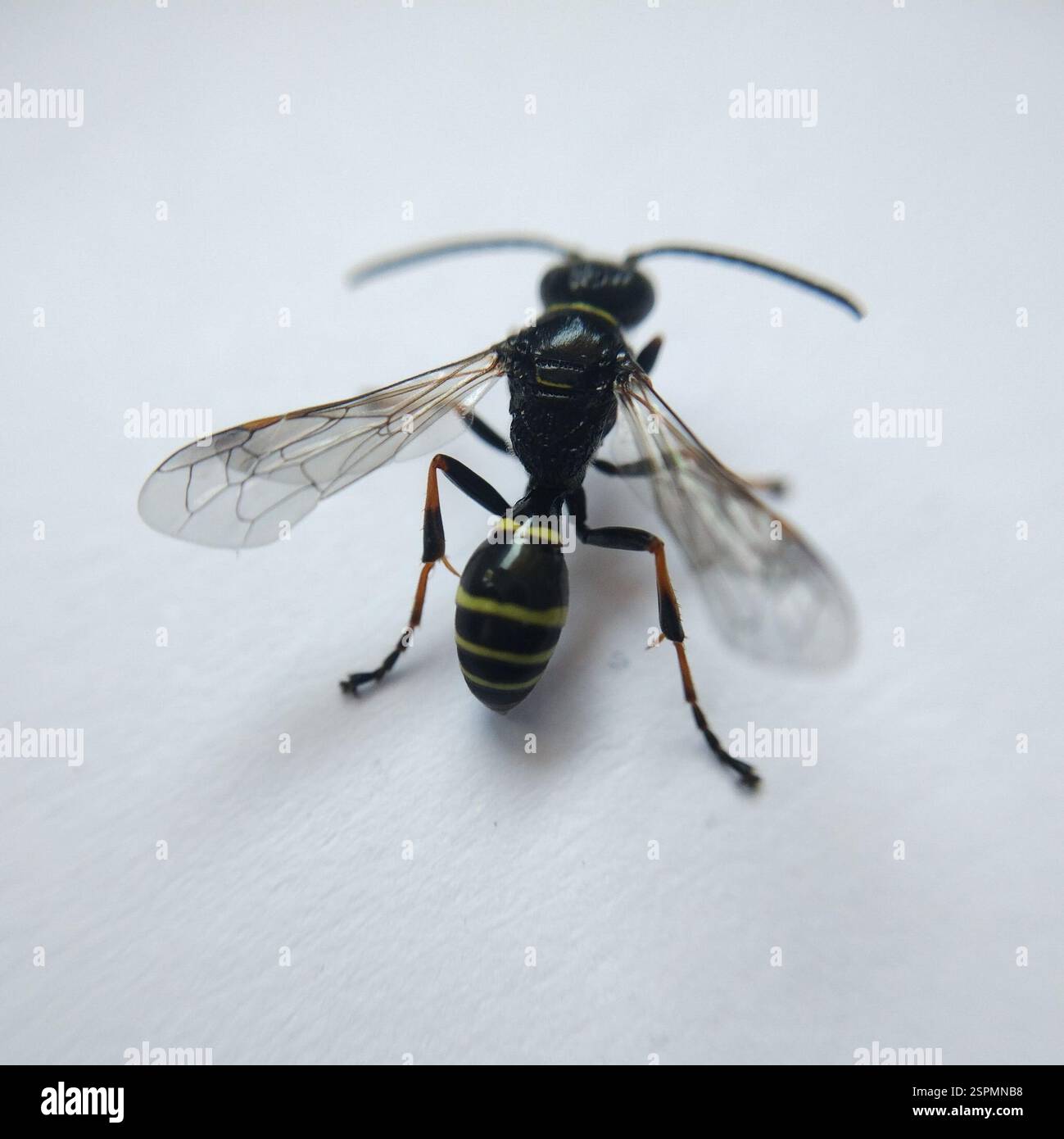 (Gorytes), Insecta, Kosanin dol, Pancharevo, Bulgaria Stock Photo - Alamy