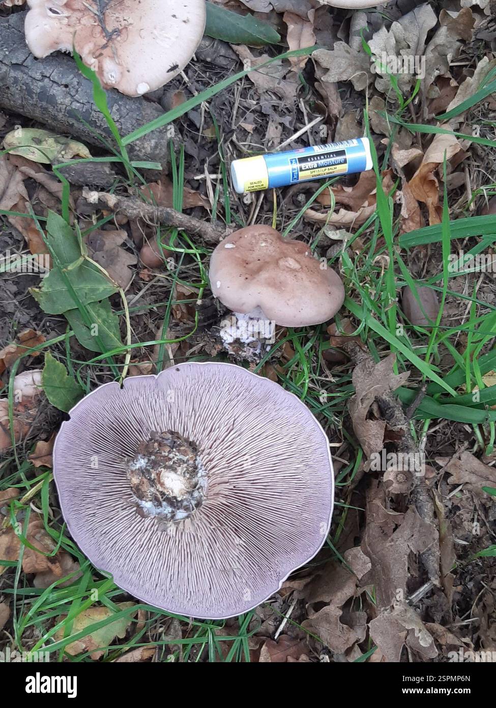 Blewit (Collybia nuda), Fungi, Christchurch Central City, Christchurch ...
