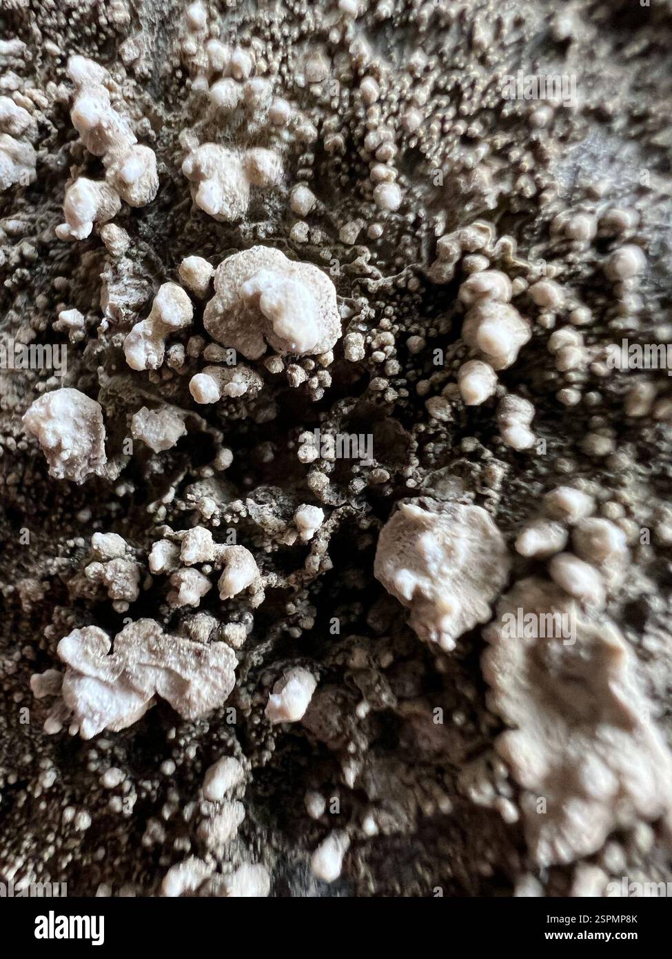 smooth cliffbrake (Pellaea glabella), Plantae, Grant County, WA, USA ...